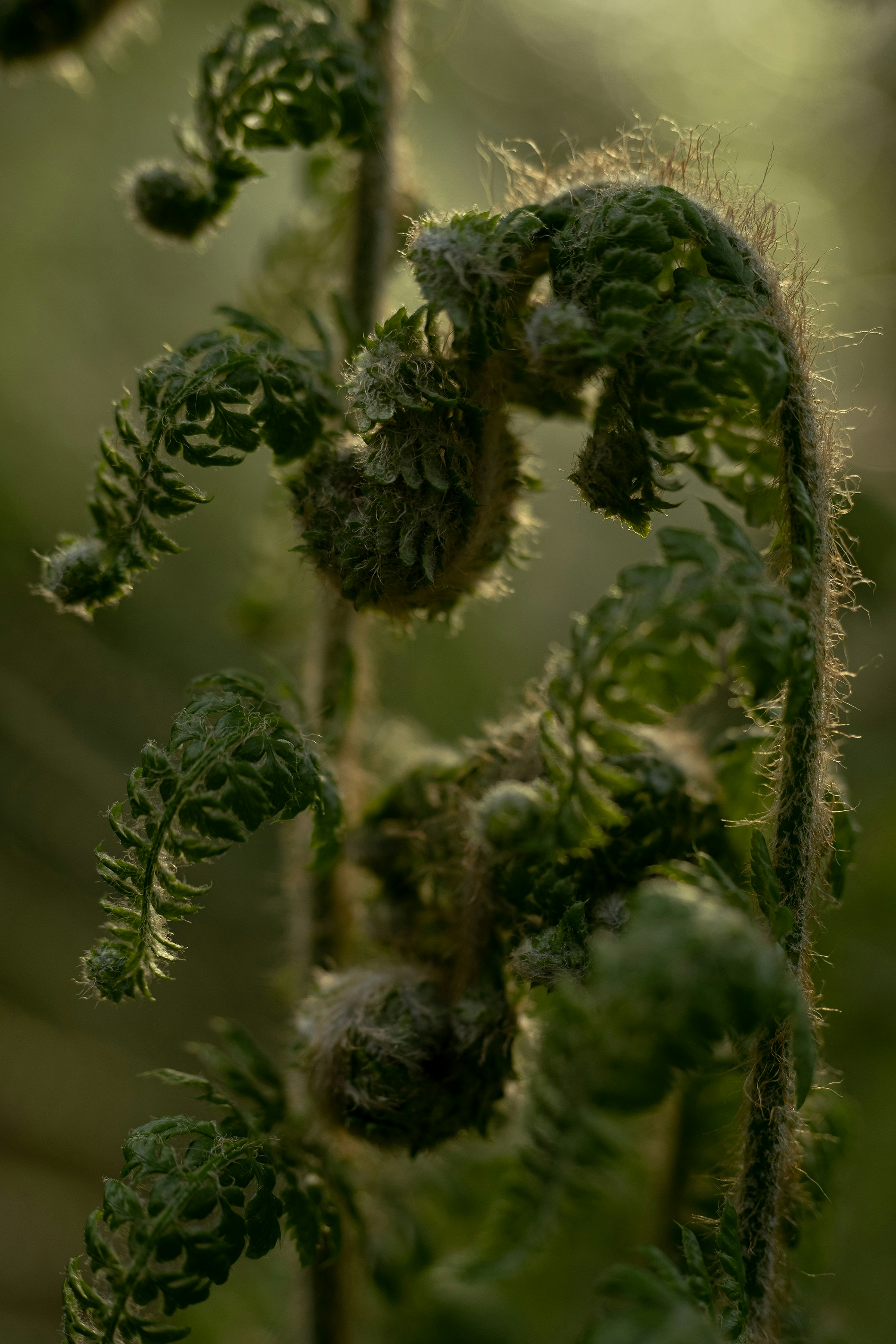 Curled Fern Fiddleheads in Quiet Golden Backlight