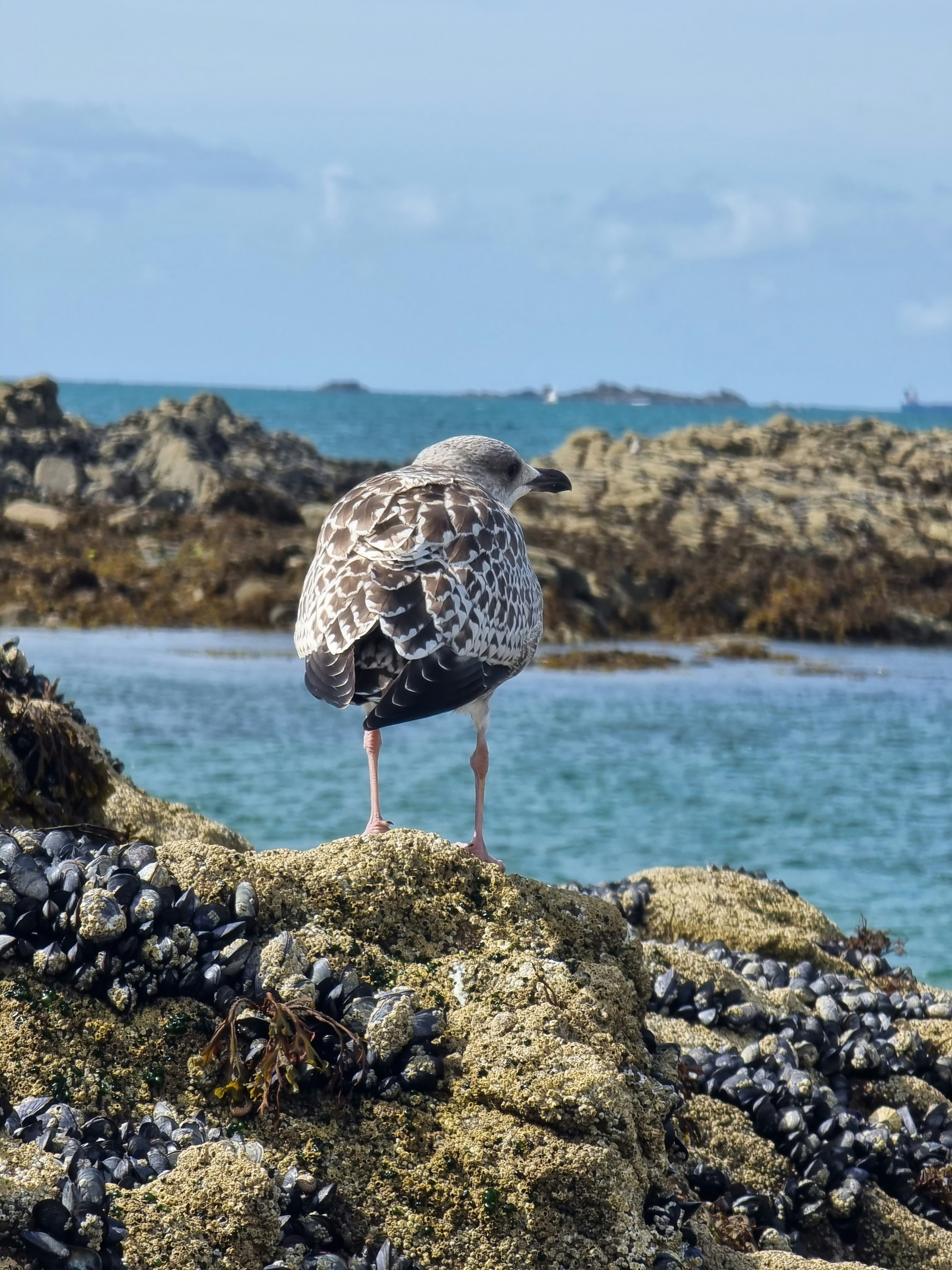 Harbor Sentinel: Seabird Perched on Tide-Worn Rocks