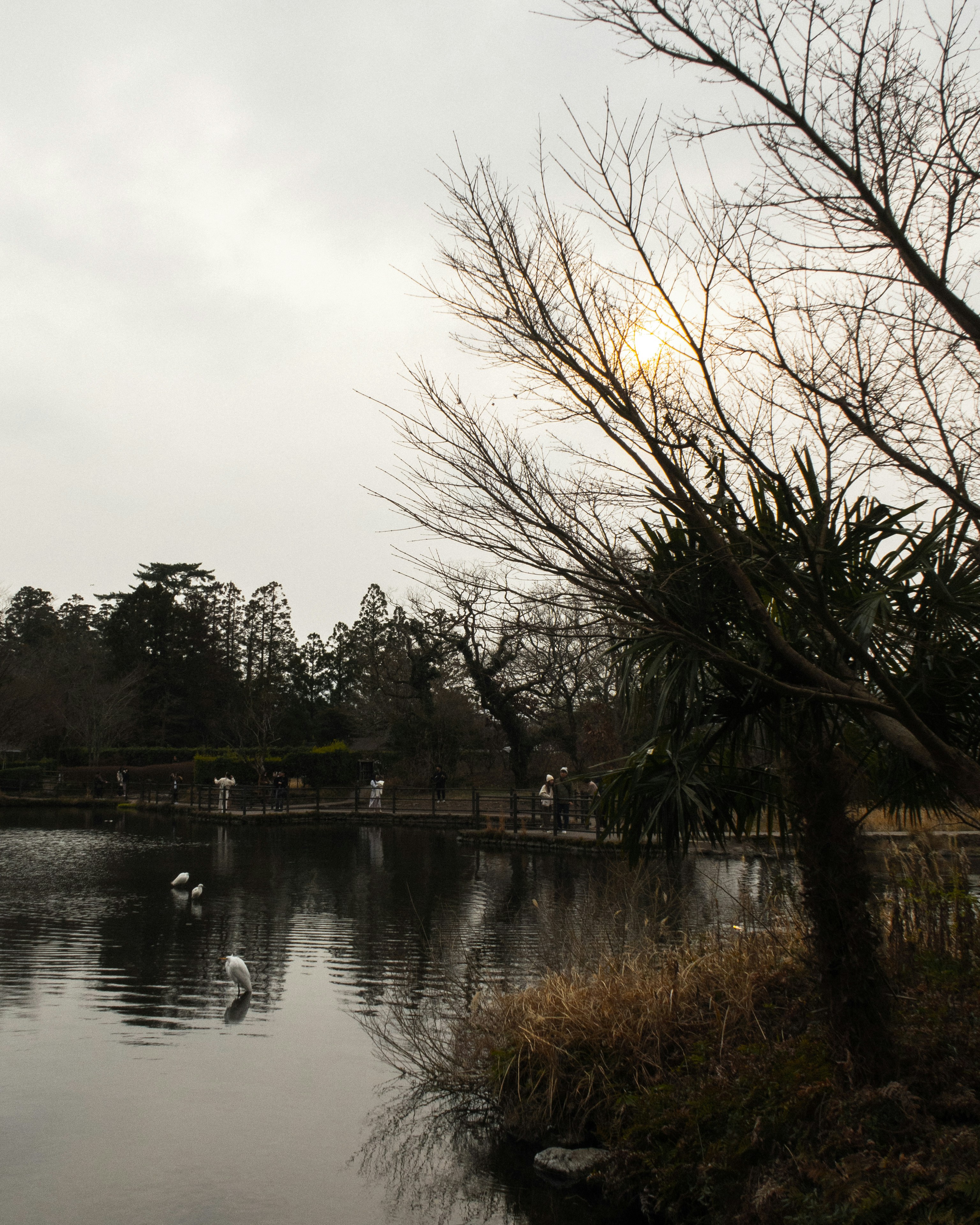 Bare-branch Silhouette Framing a Tranquil Pond Under Soft Winter Light