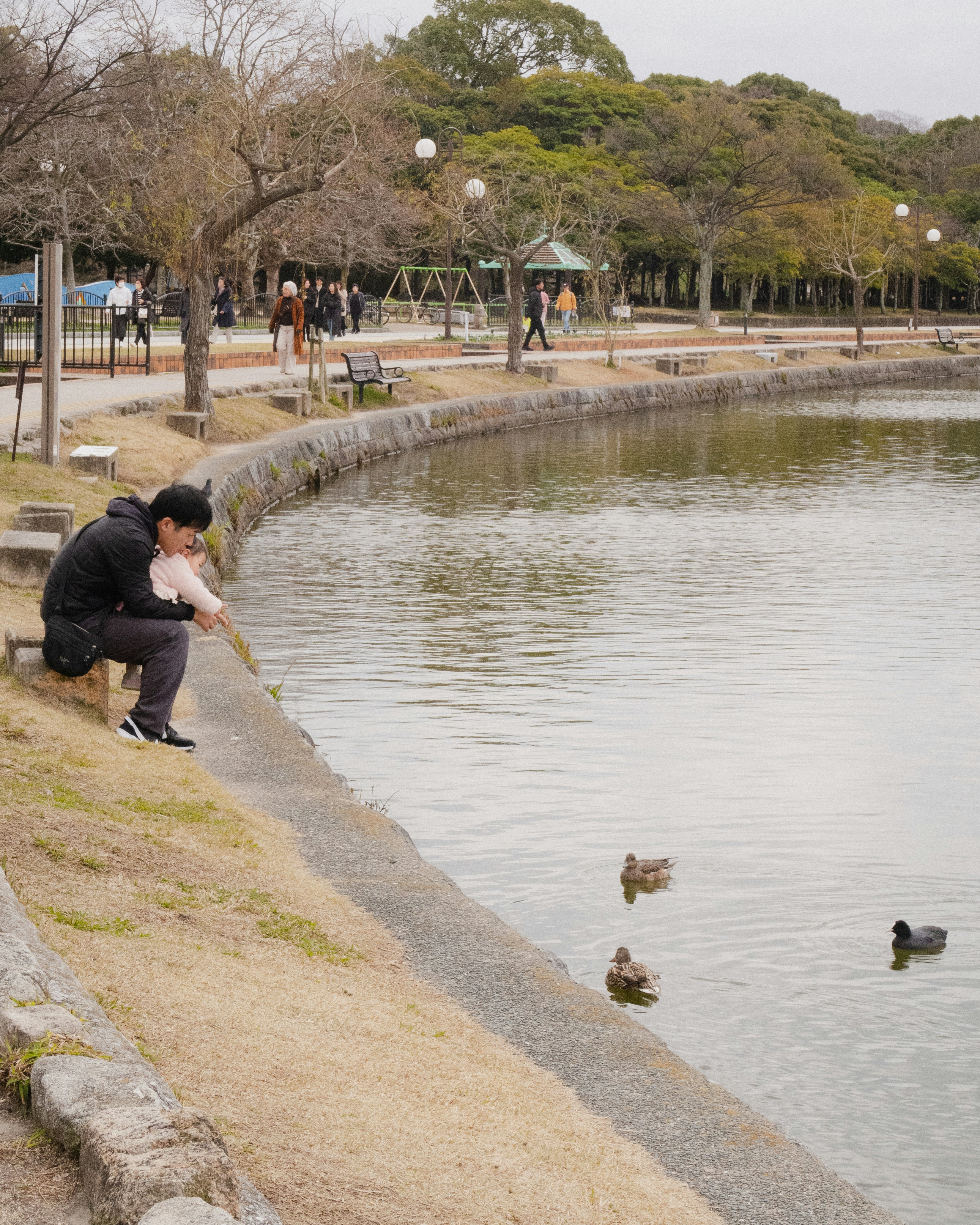 A Quiet Moment at the Lake: A Couple Pauses at the Water’s Edge as Ducks Glide By