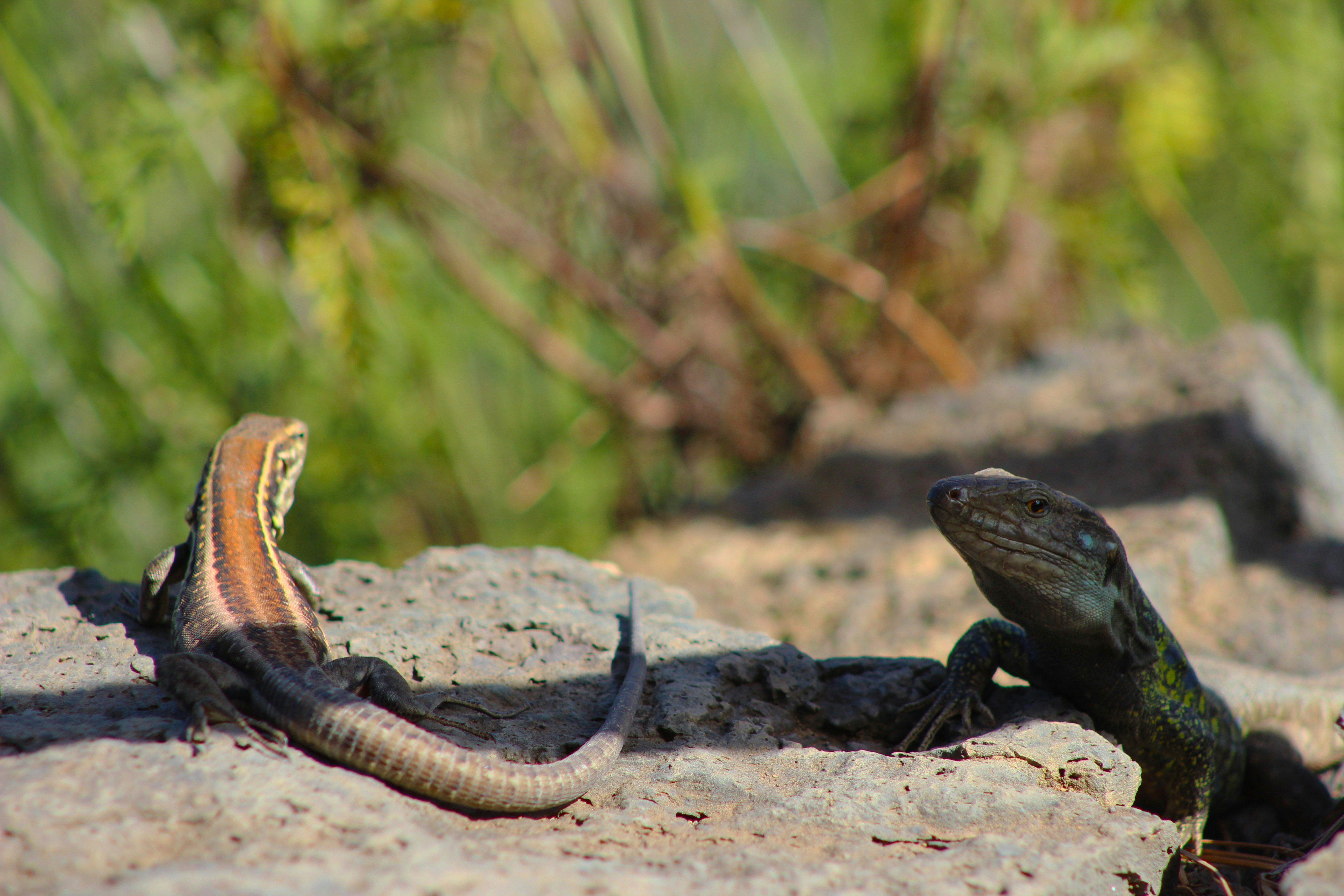 Sunlit Granite Duel: Two Lizards Pause on a Weathered Rock