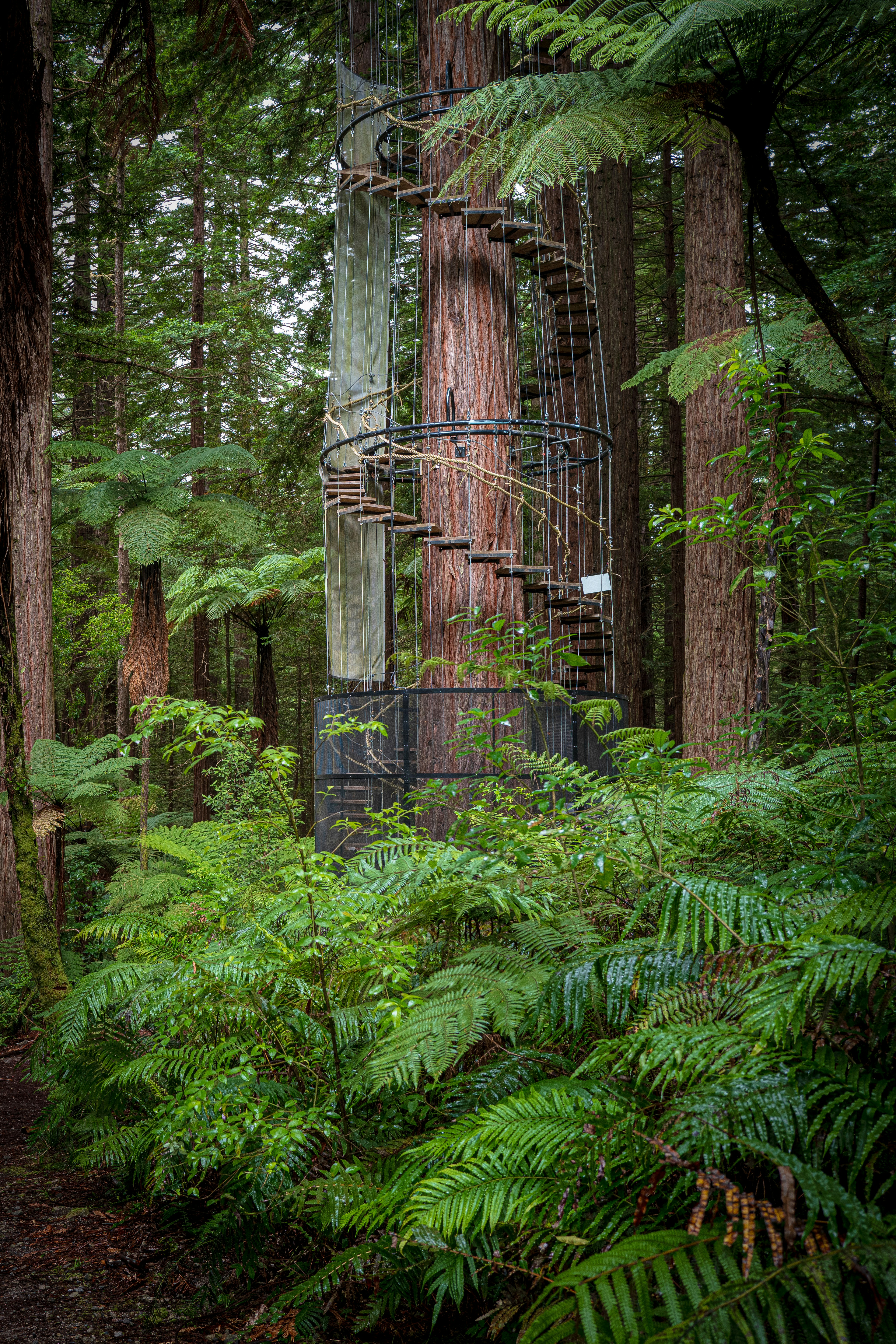 Coiled Ascension: A Spiral Staircase Embraces a Timber Giant