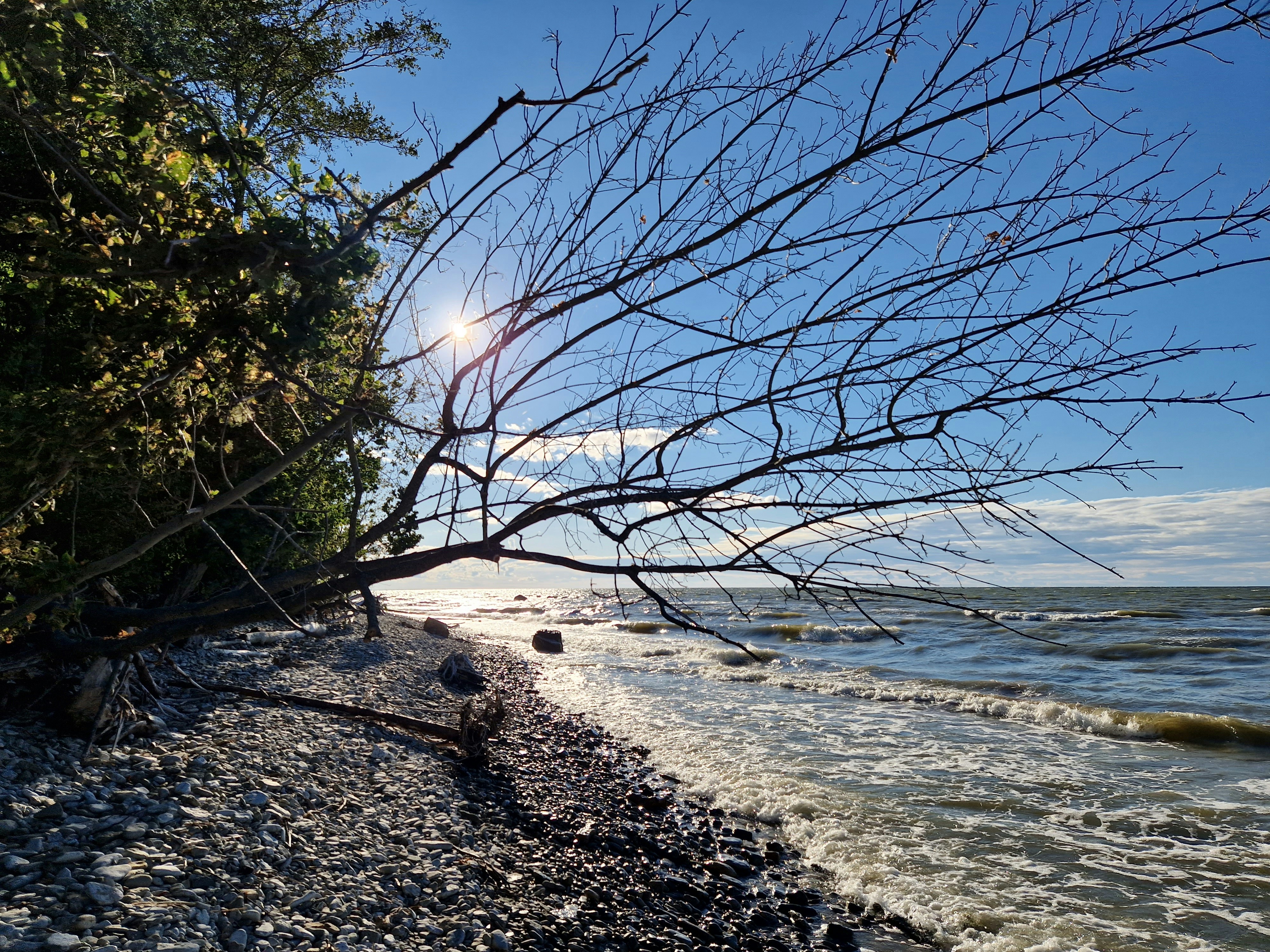 Pebble beach with small waves along a blue horizon, framed by bare, interlacing branches. A sun flare peeks through the limbs, brightening the shore.