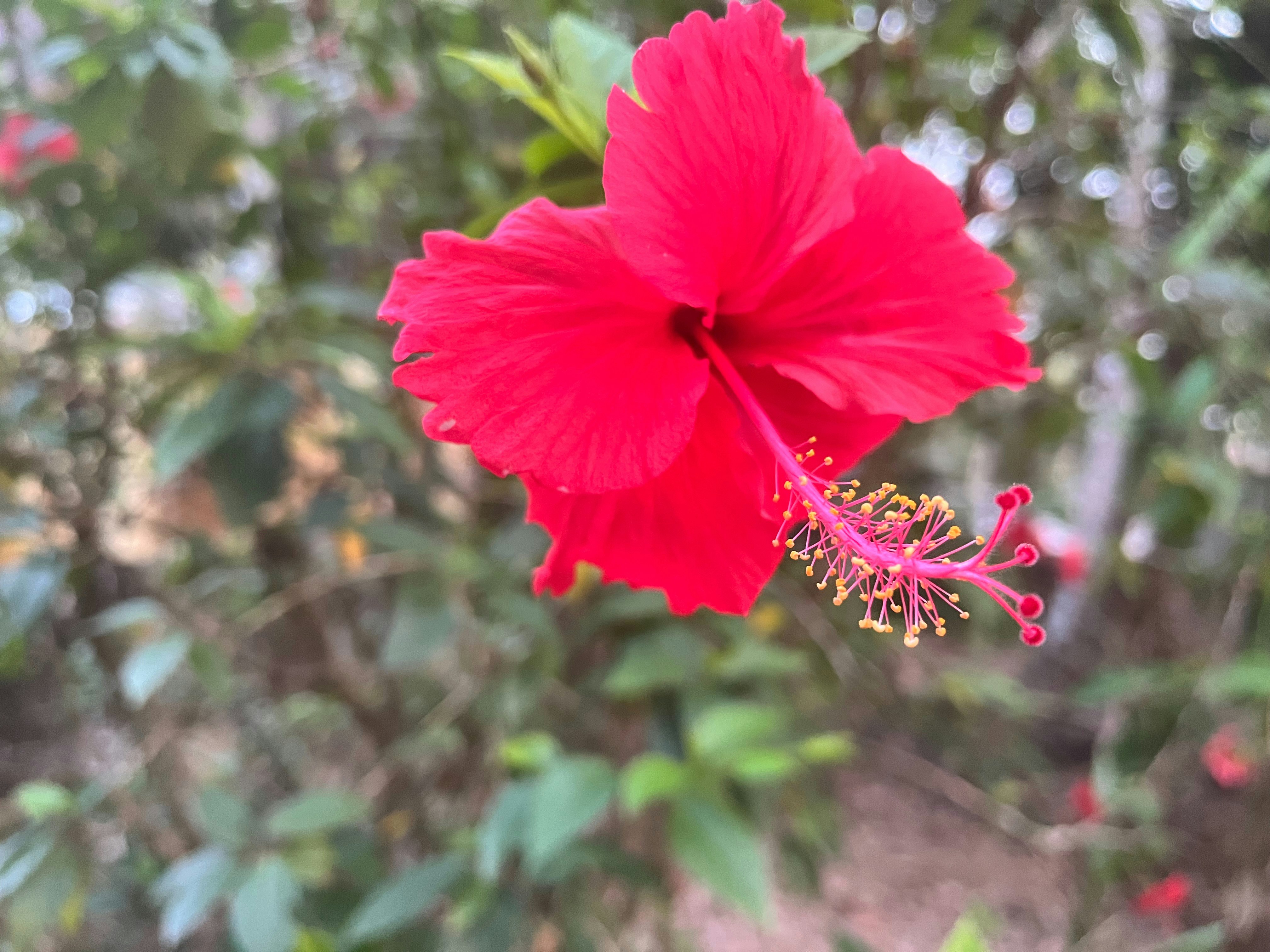 Crimson Hibiscus in Focus: Velvet Petals and Golden Stamen