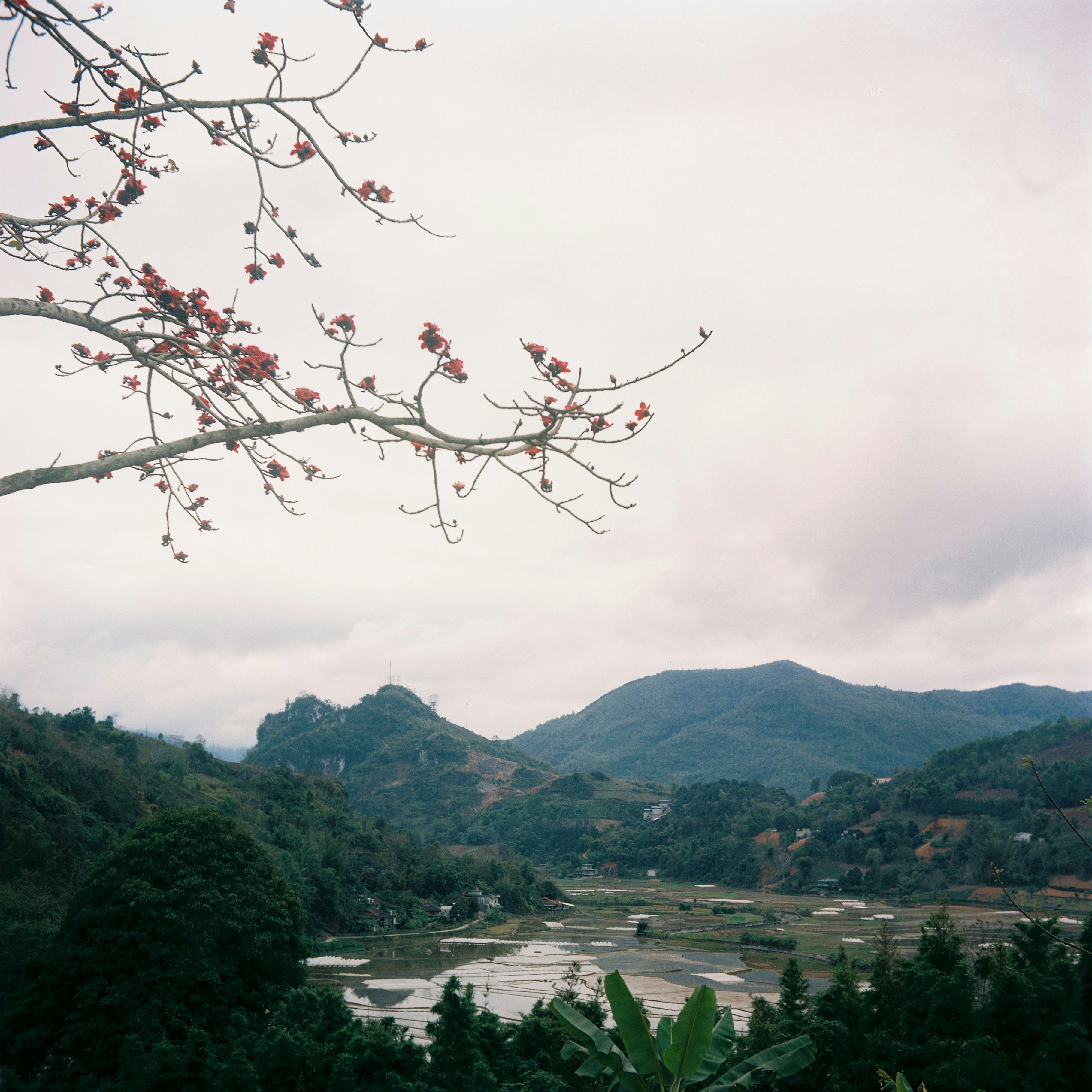 Crimson Buds Framing a Misty Terraced Valley