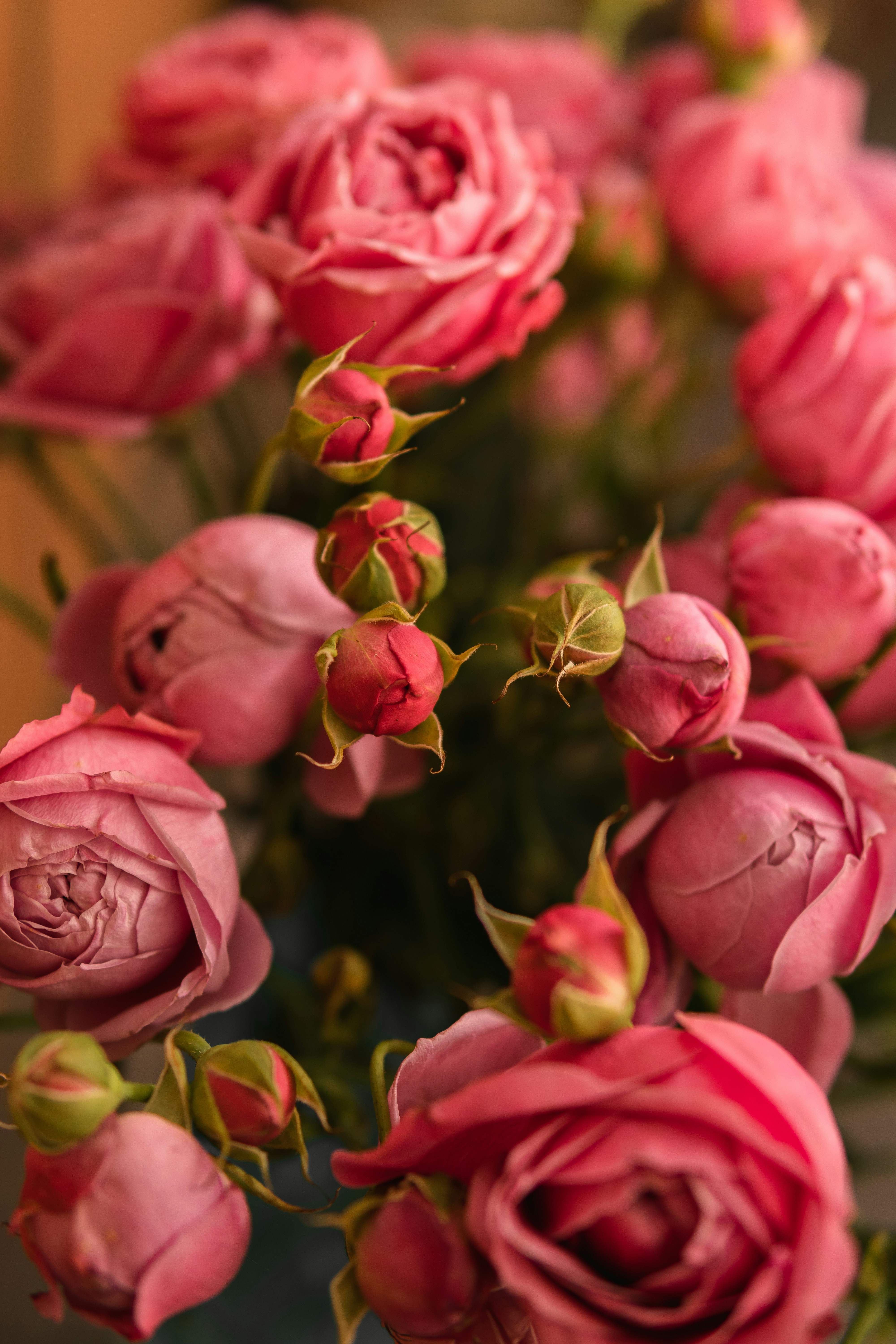 A bunch of pink roses in a vase photo – Free Flower Image on Unsplash