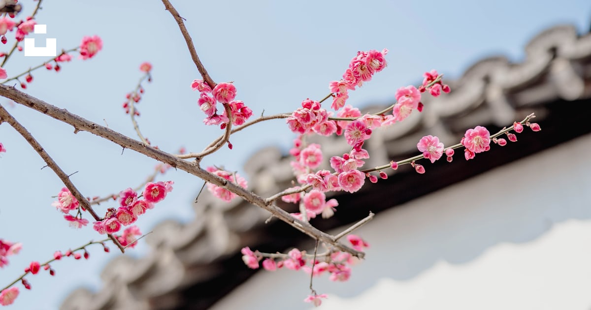 白い建物の前にピンクの花を咲かせる木の写真 Unsplashの無料ピンクの花写真