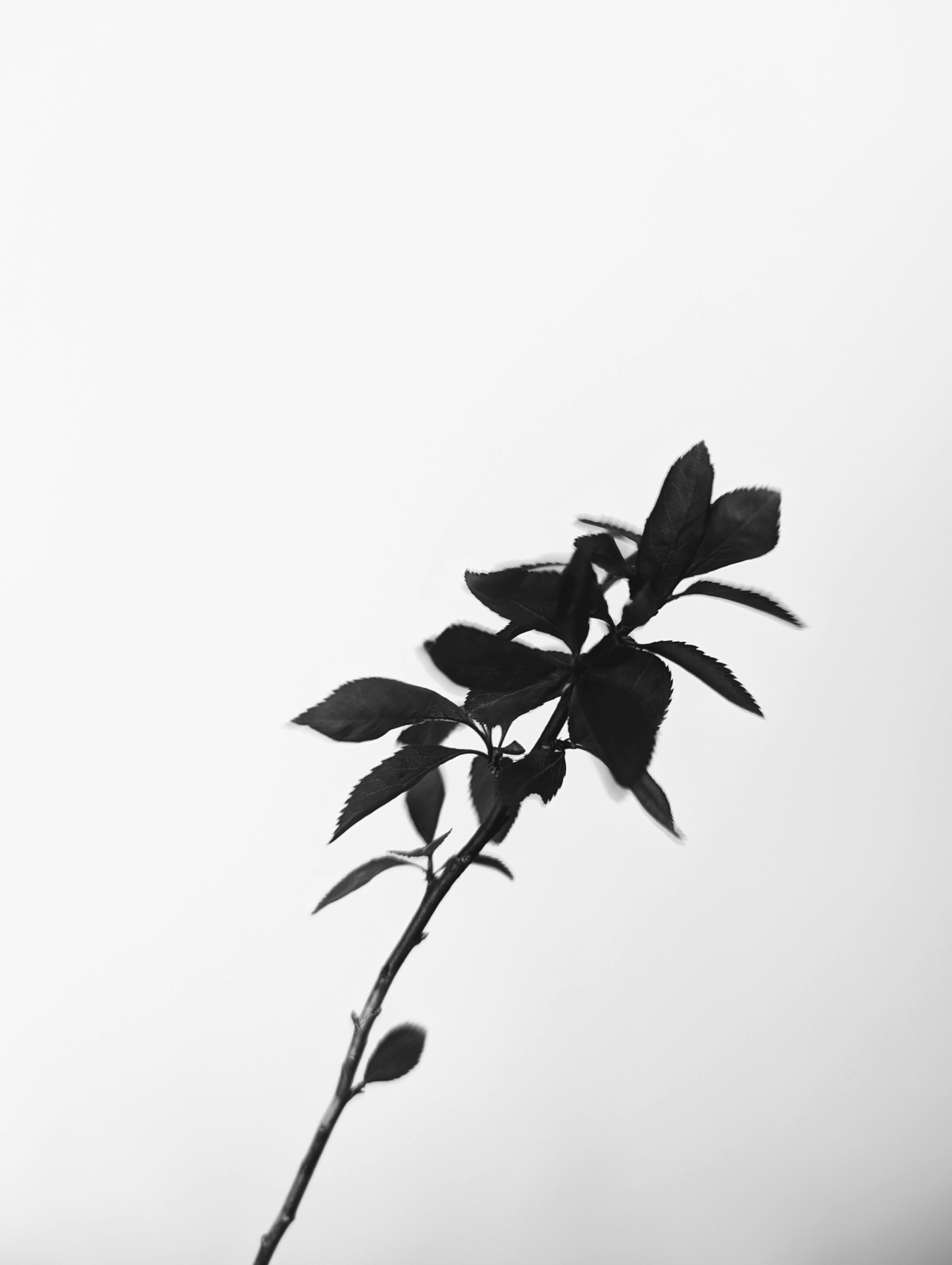 Silhouetted branch with leaves against a stark white background.
