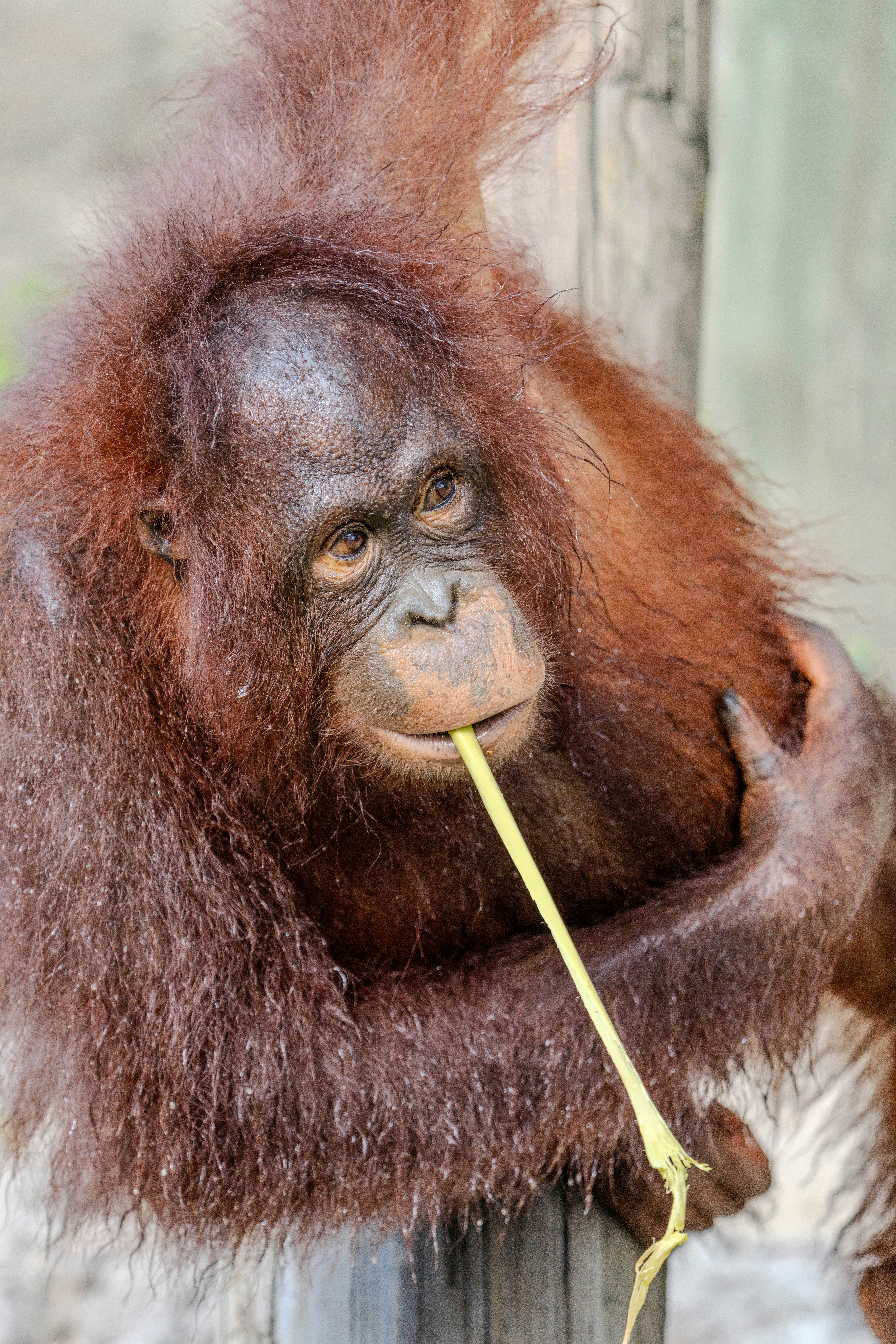 a baby oranguel chewing on a stick