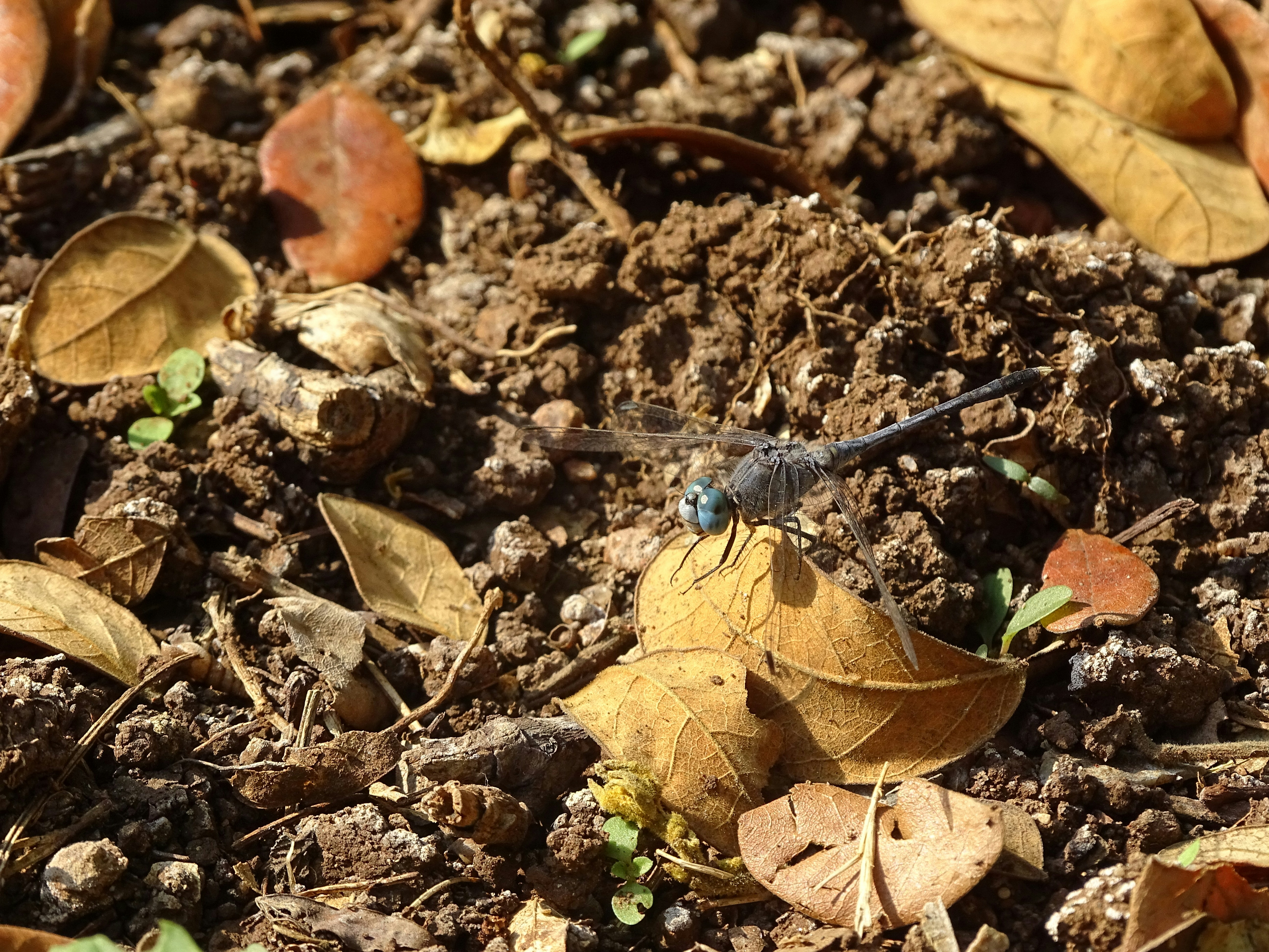 A Moment of Stillness: The Dragonfly's Rest