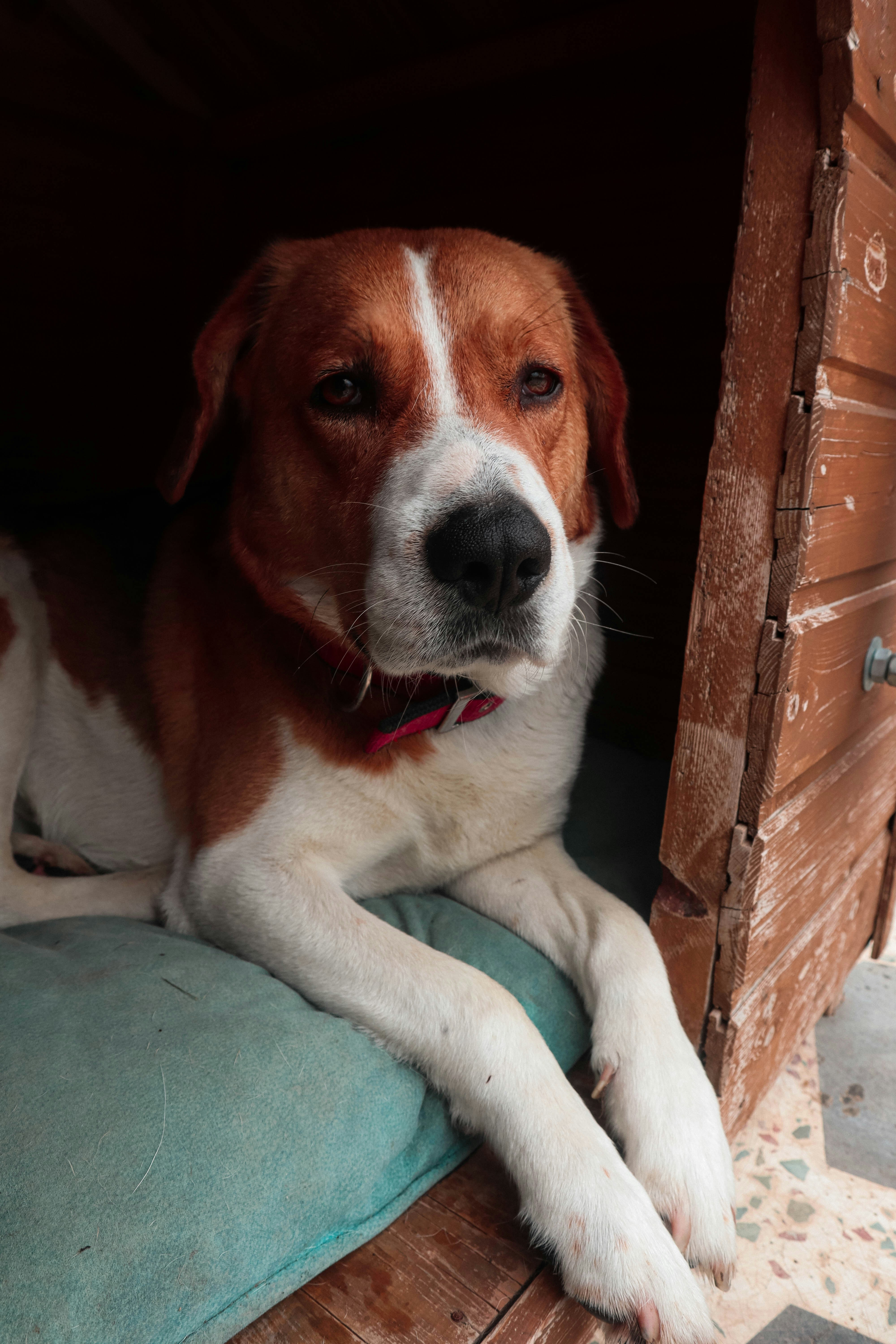 Threshold of Trust: A calm hound resting at the doorway