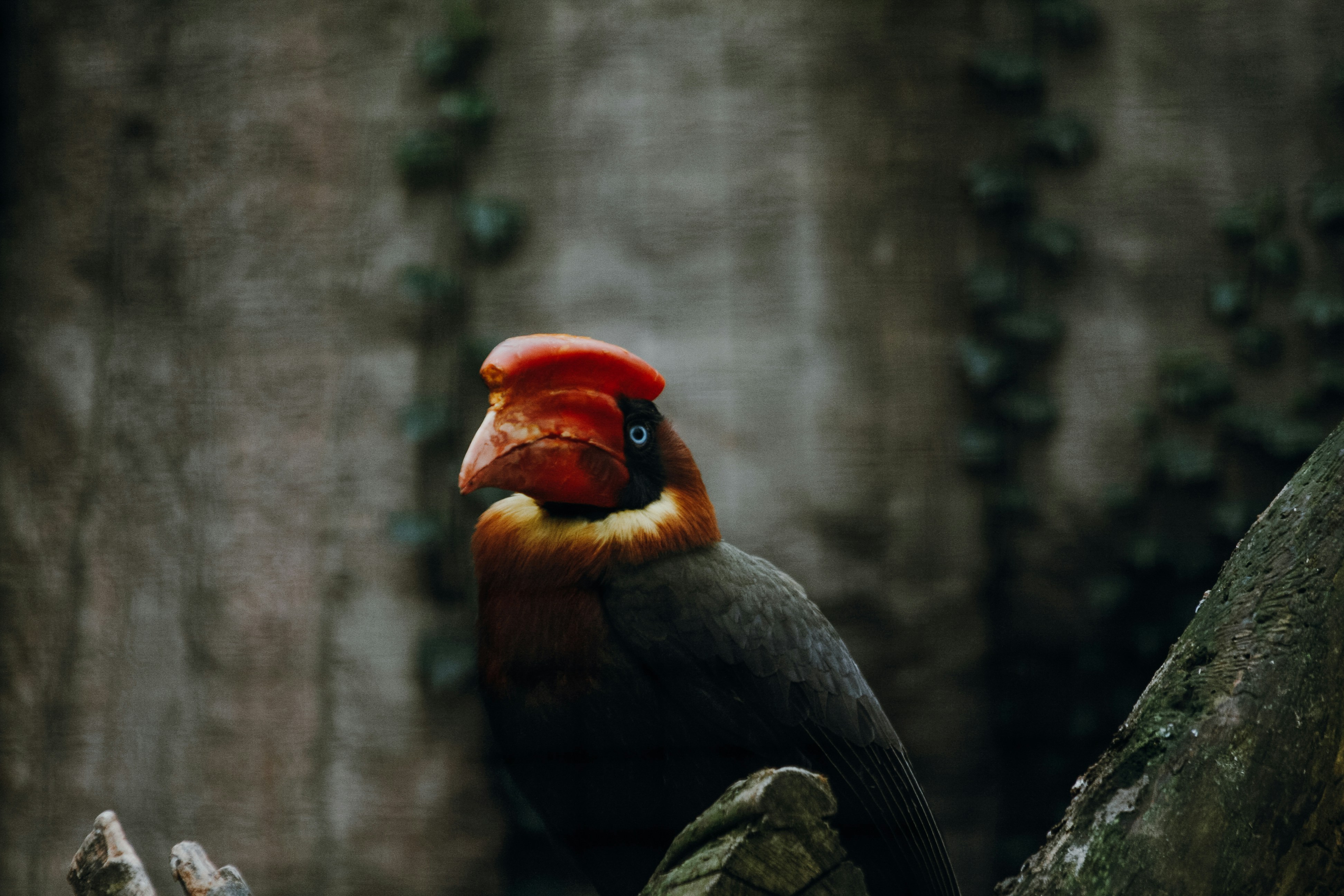 Crimson Crest on a Mossy Perch