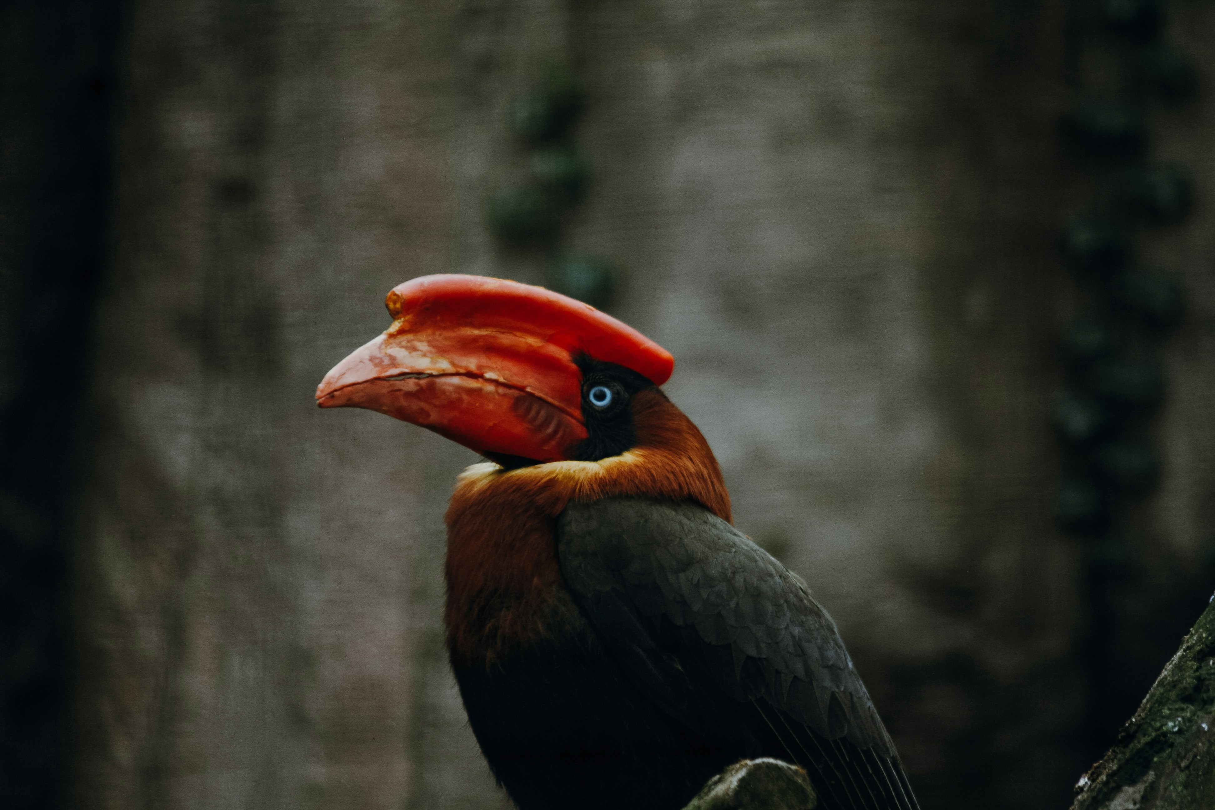 Crimson Beak, cobalt Eye: Toucan in a Rainshadow