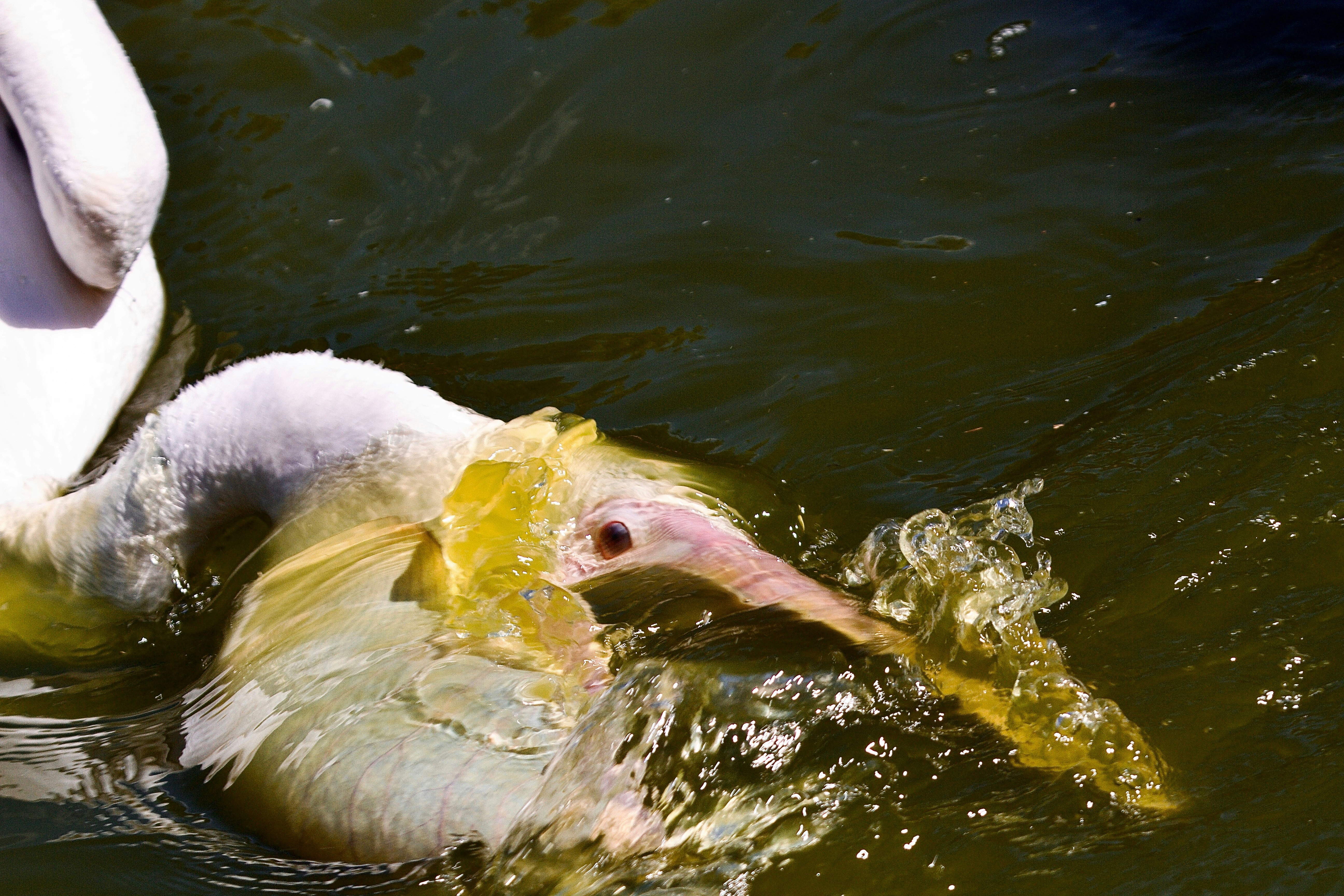 A splash of yellow: pelican mouth wrestling with a leaf in dark water