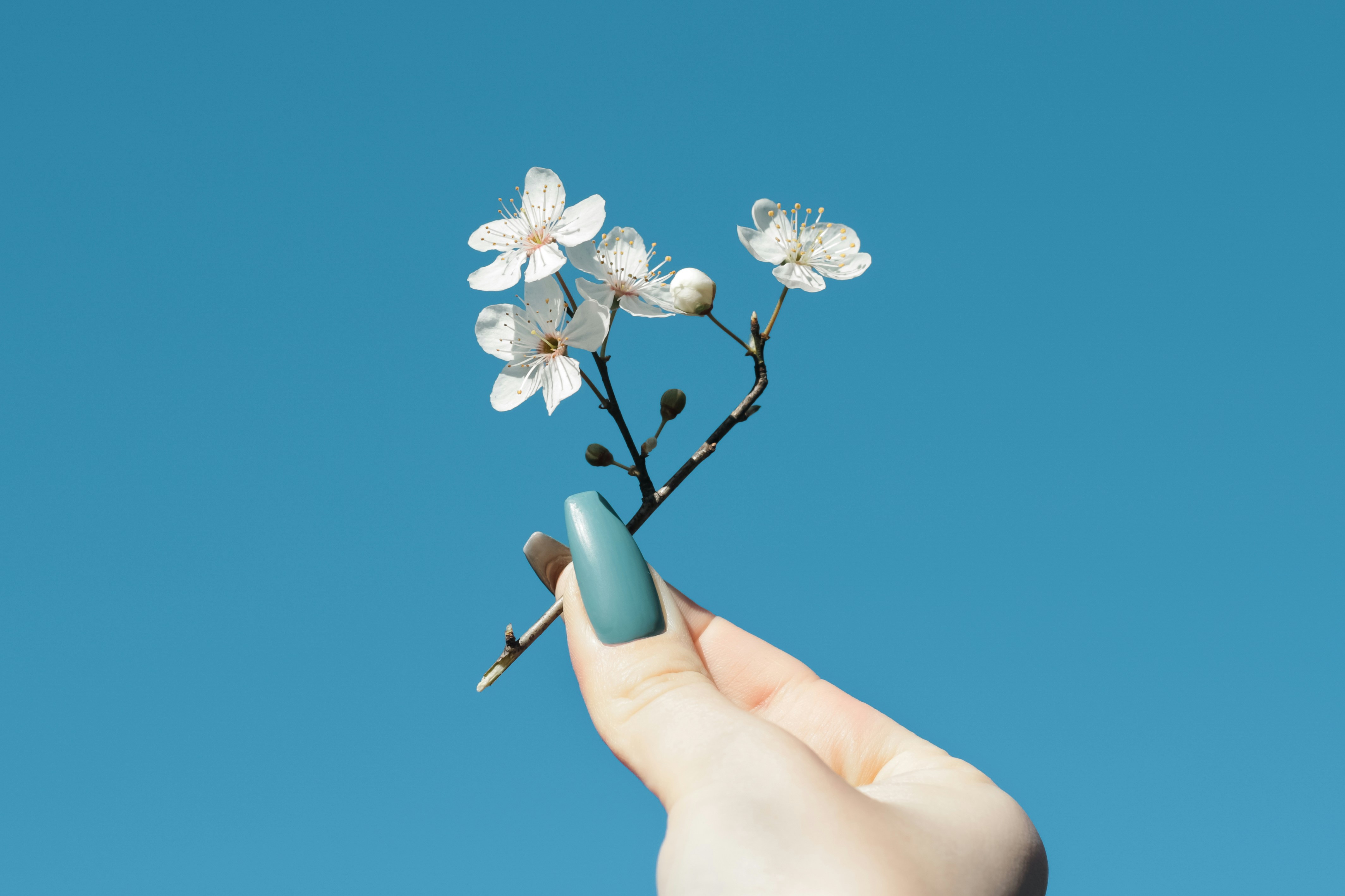 A close-up photo of a hand with turquoise nails holding a delicate branch of white blossoms against a clear blue sky.