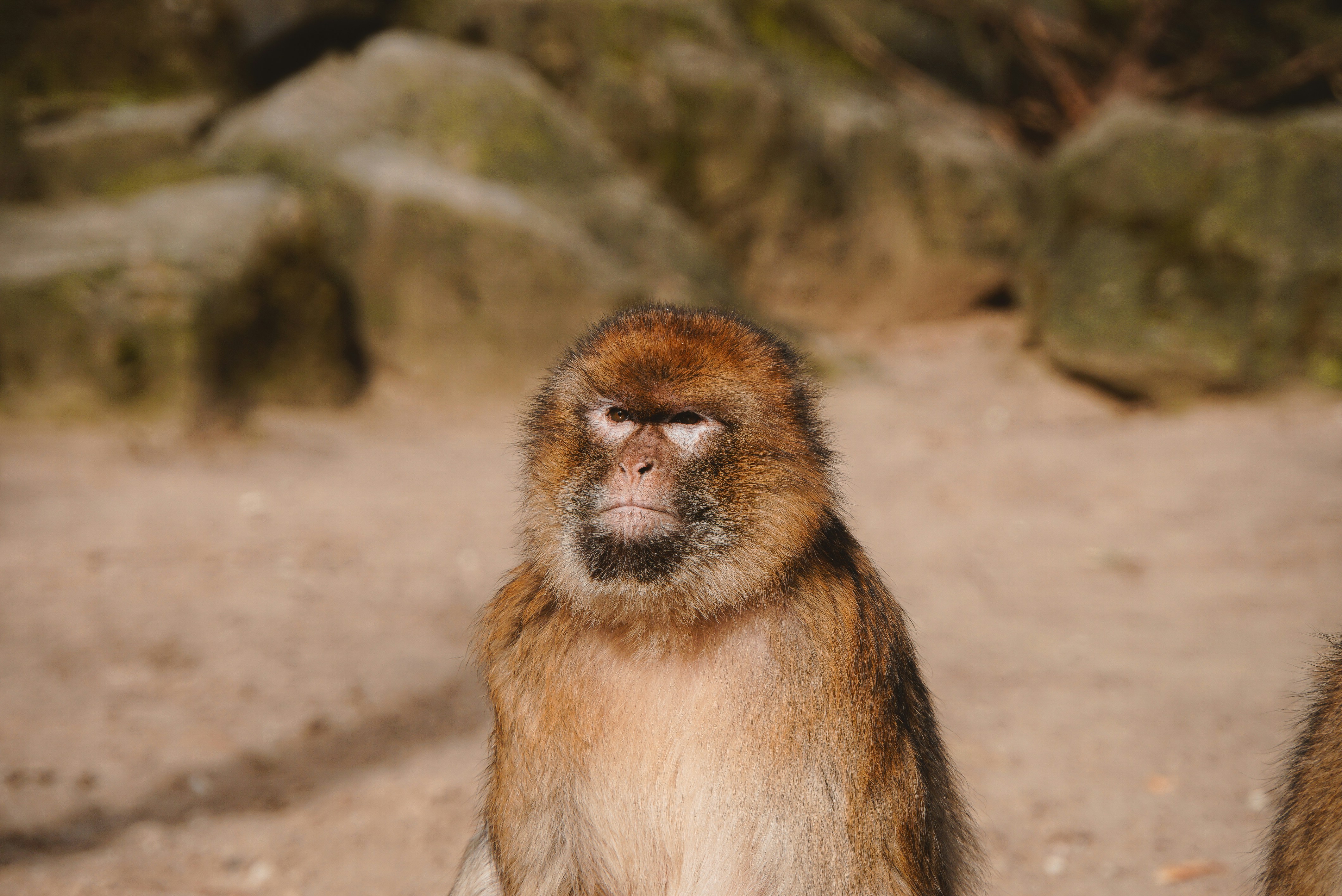 Barbary Macaque's Quiet Gaze Under Desert Light