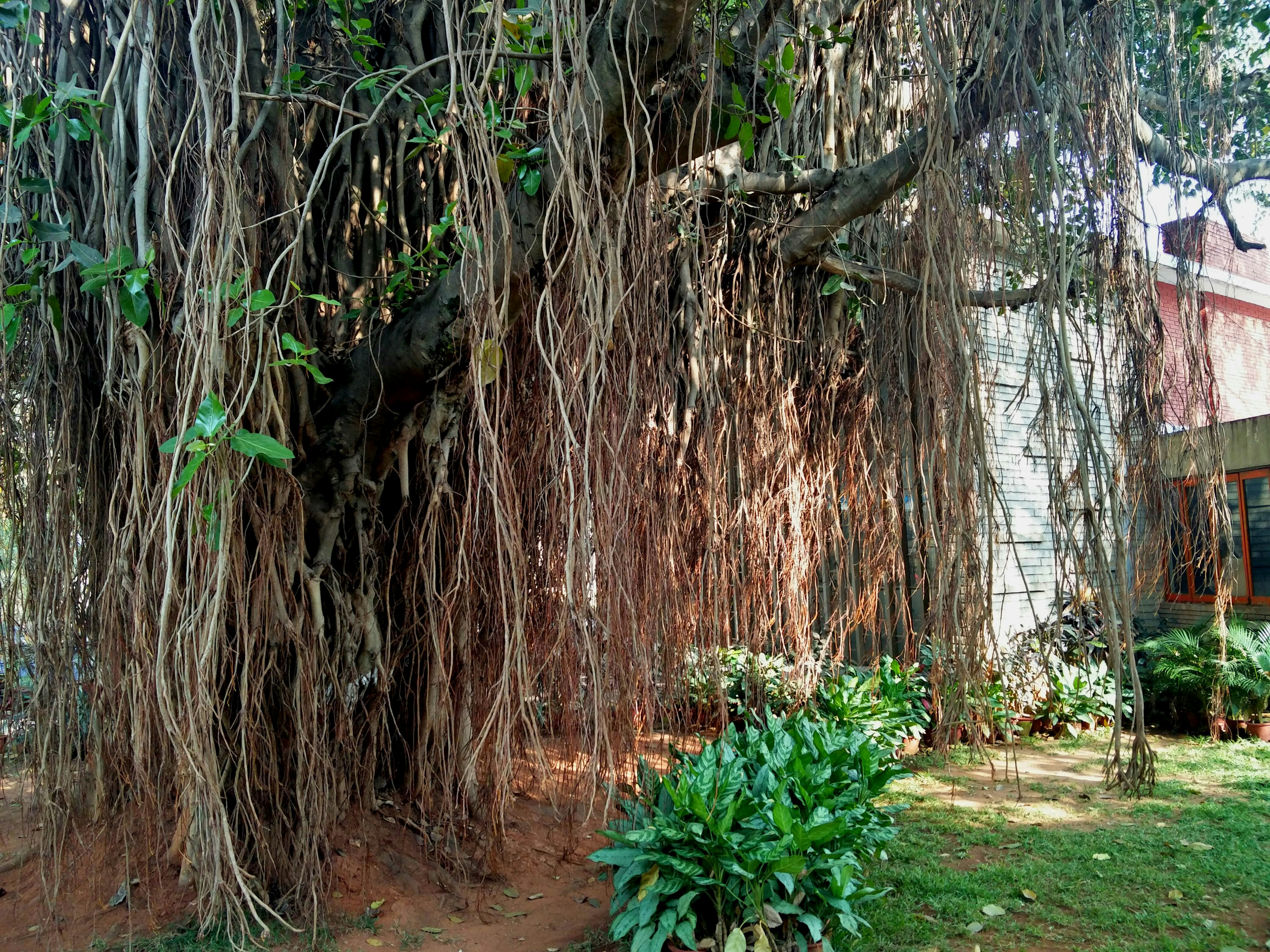 Banyan tree with cascading vines creating a natural curtain over a sunlit garden.