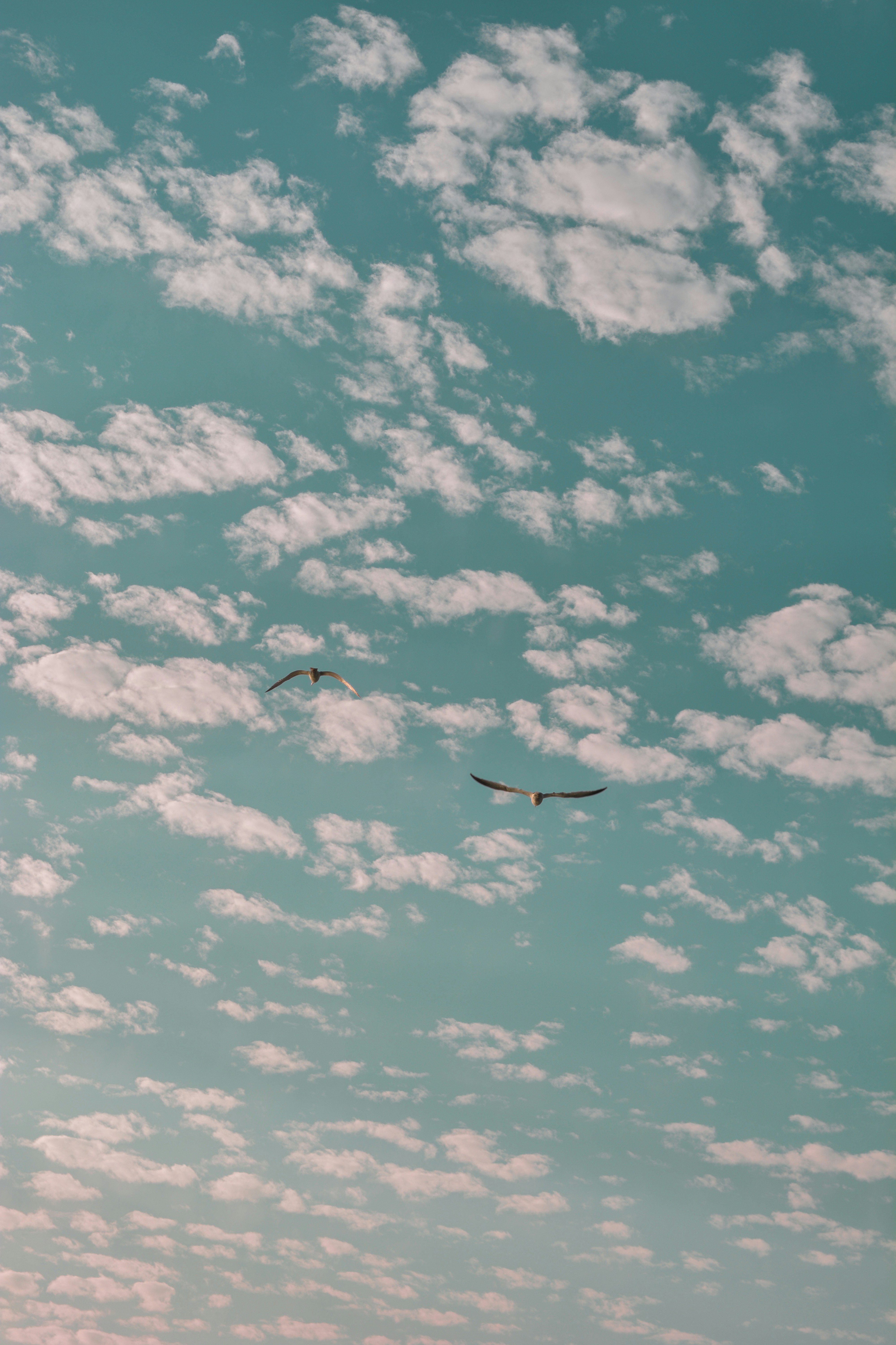 Two Seabirds in a Velvet Sky
