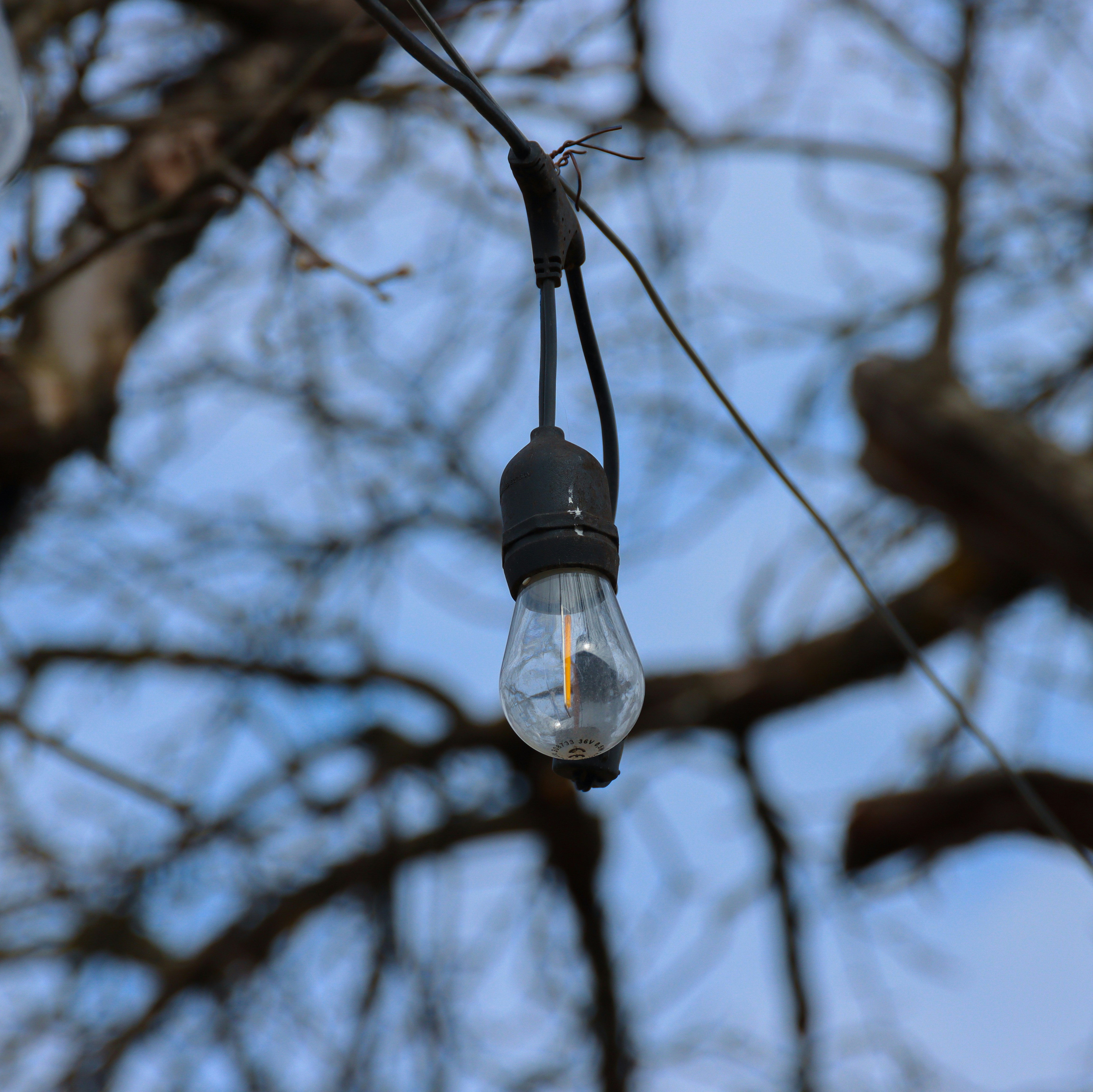 Suspended Bulb in a Winter Canopy Against a Cerulean Sky