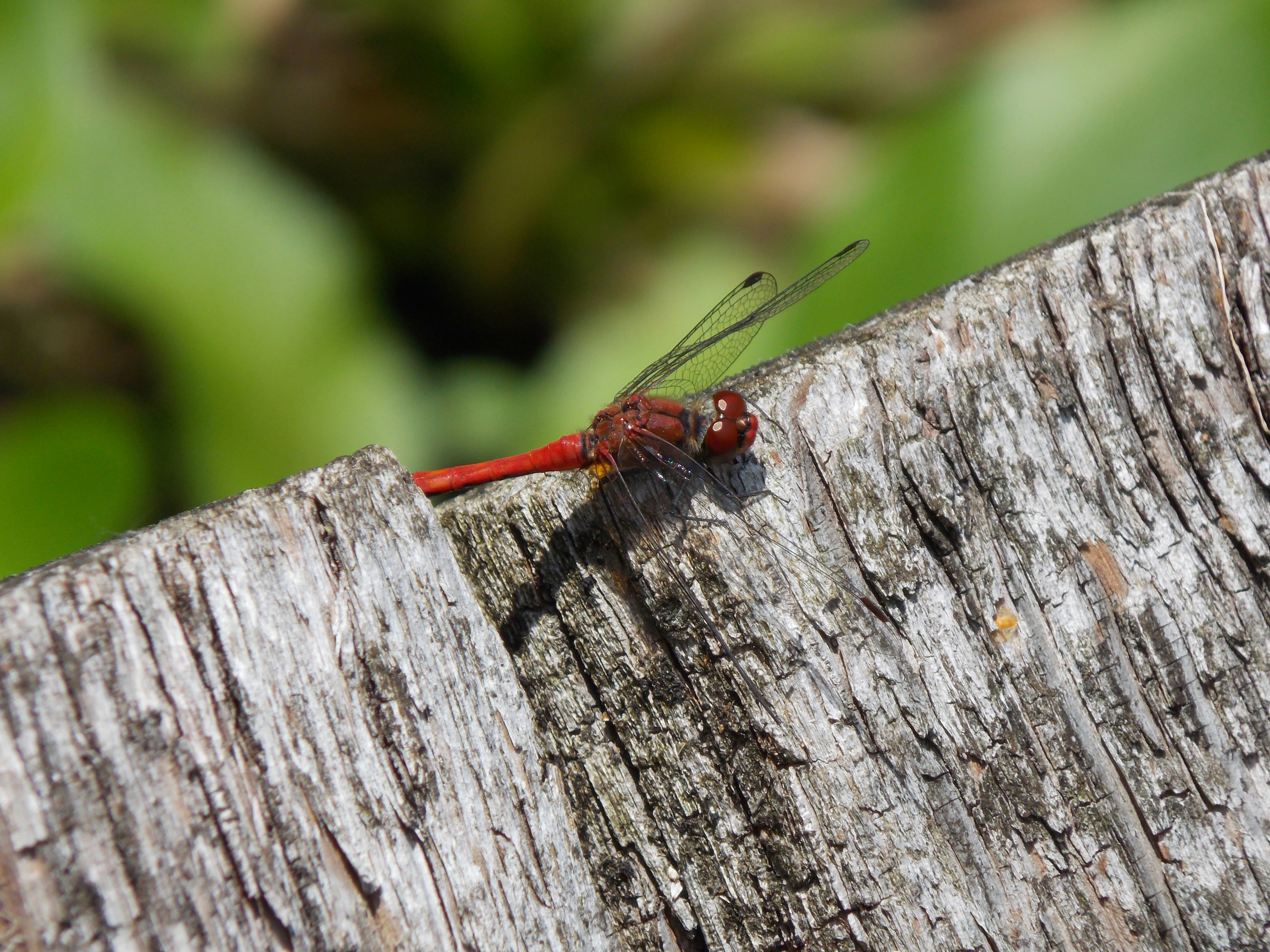 Red Dragonfly on Weathered Wood: A Minute Burst of Color on a Fallen Log