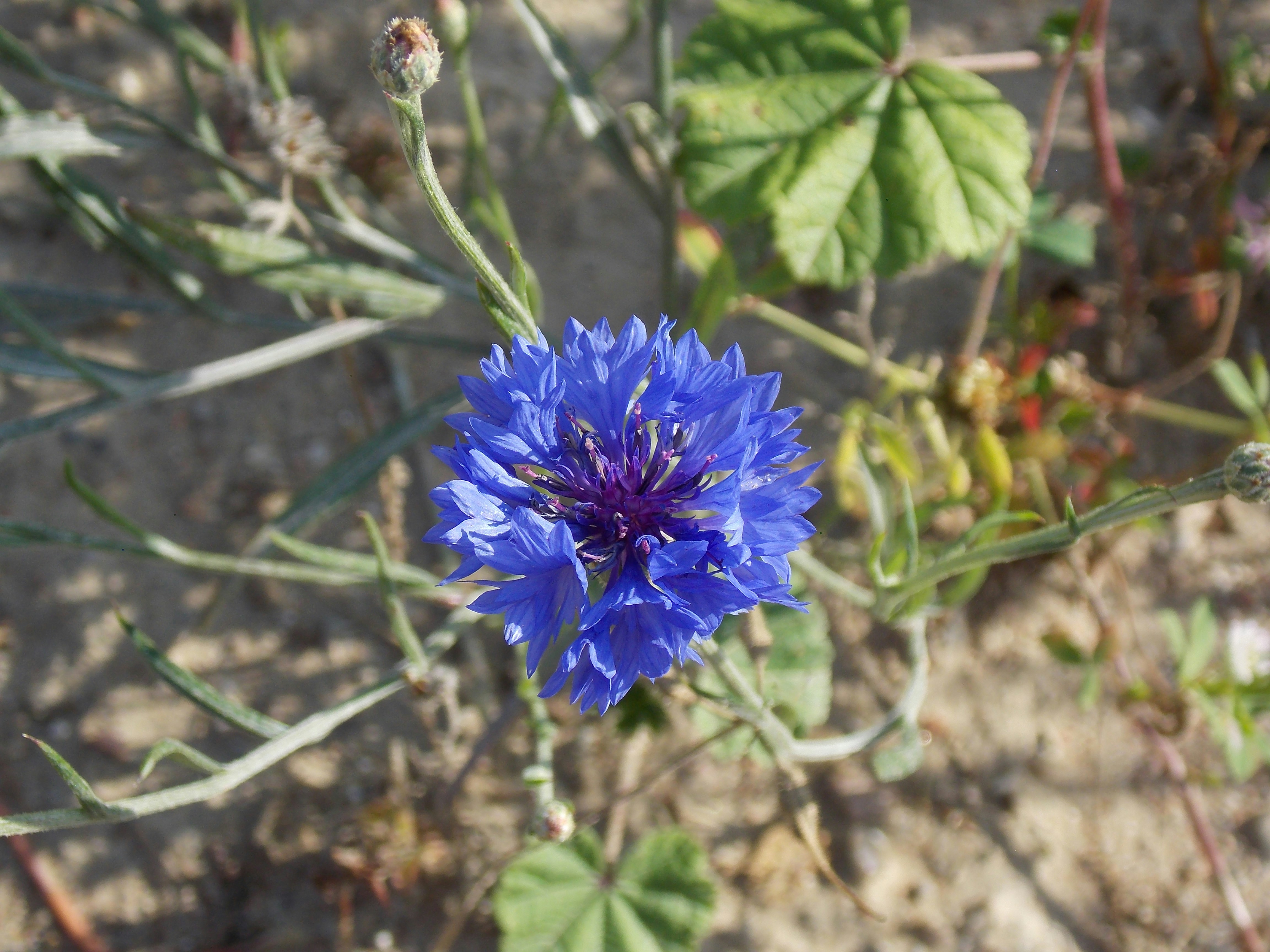 Vivid blue cornflower with ruffled petals stands out against a dry, tangled garden backdrop.