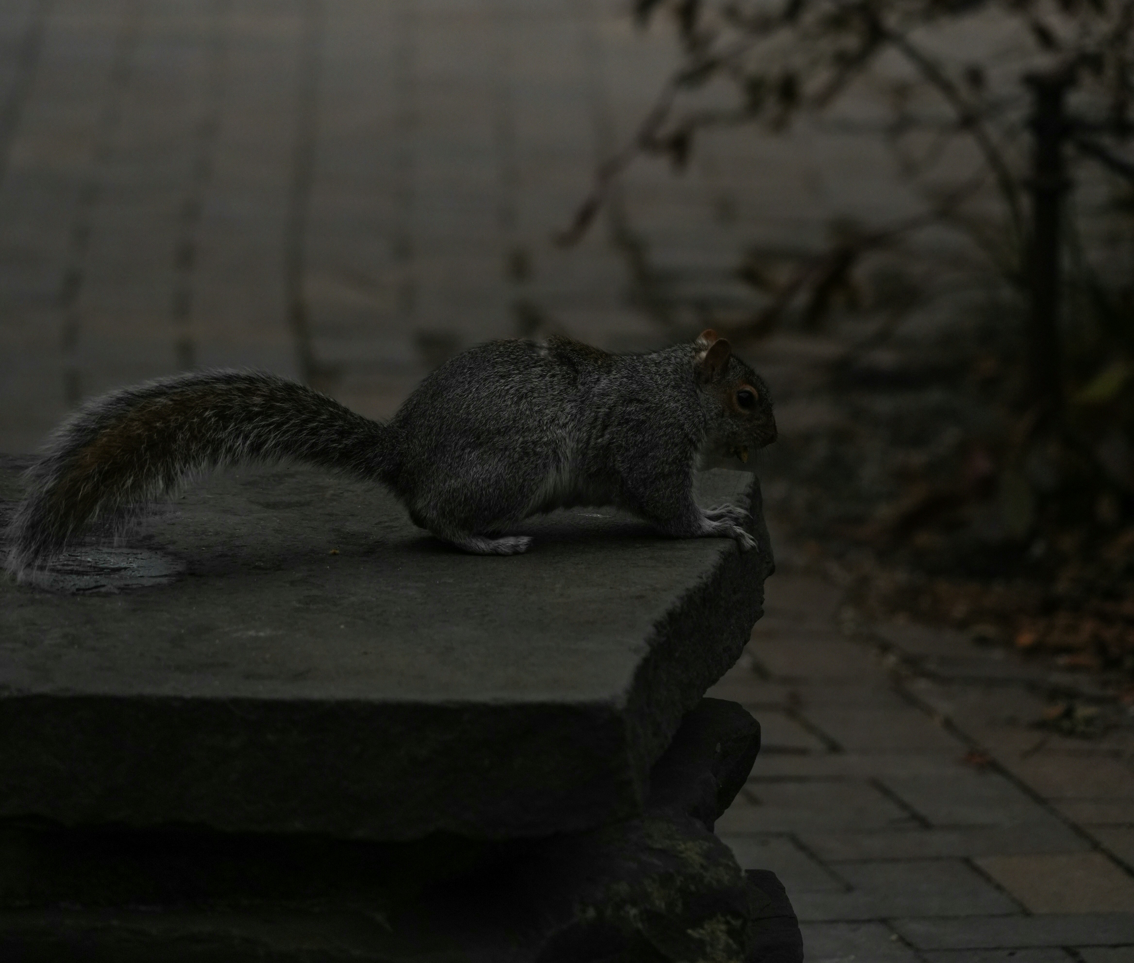 Dusk-Quiet Squirrel on a Weathered Stone Ledge