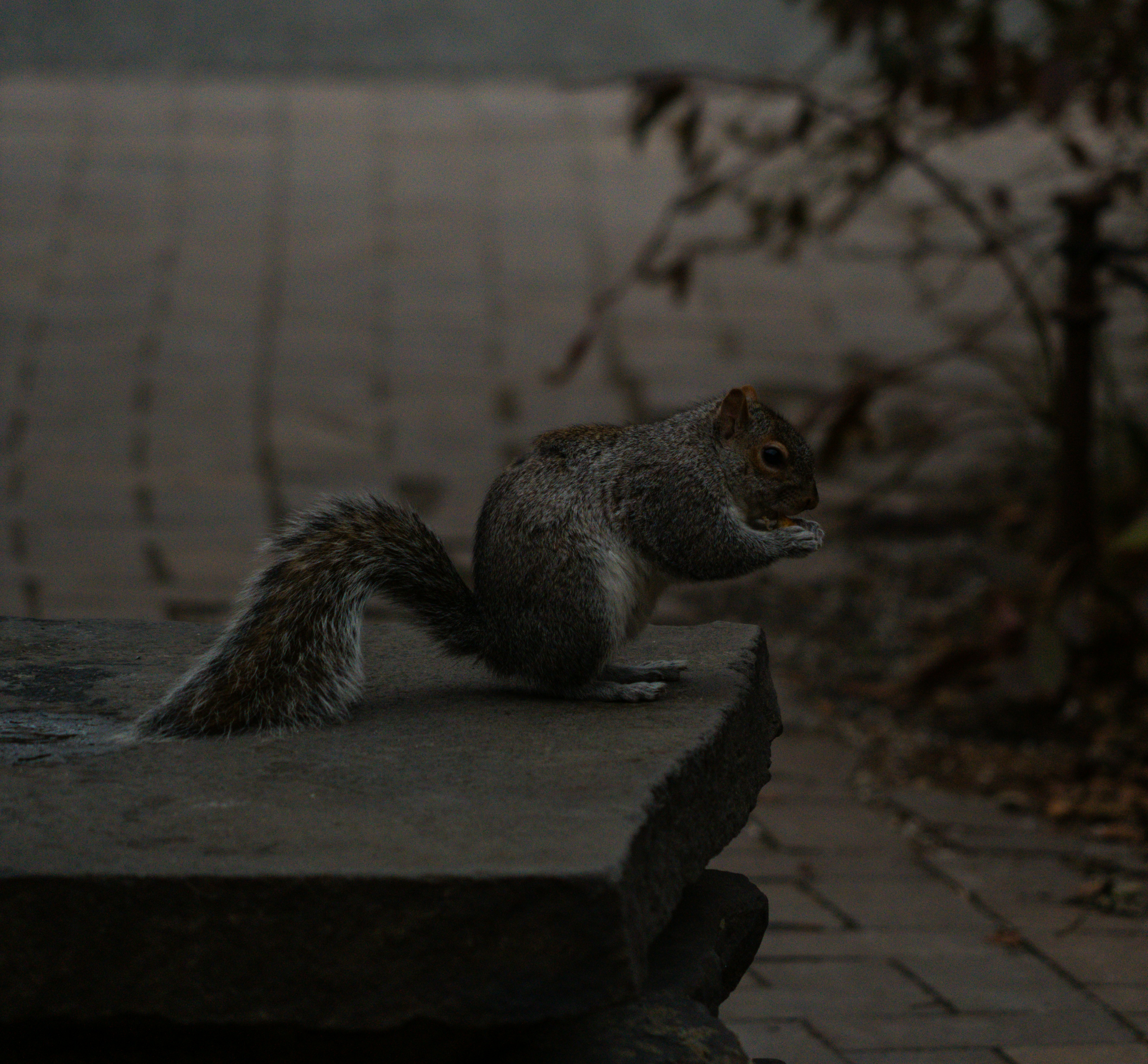 Evening Squirrel on a Weathered Ledge Along a Quiet Brick Path