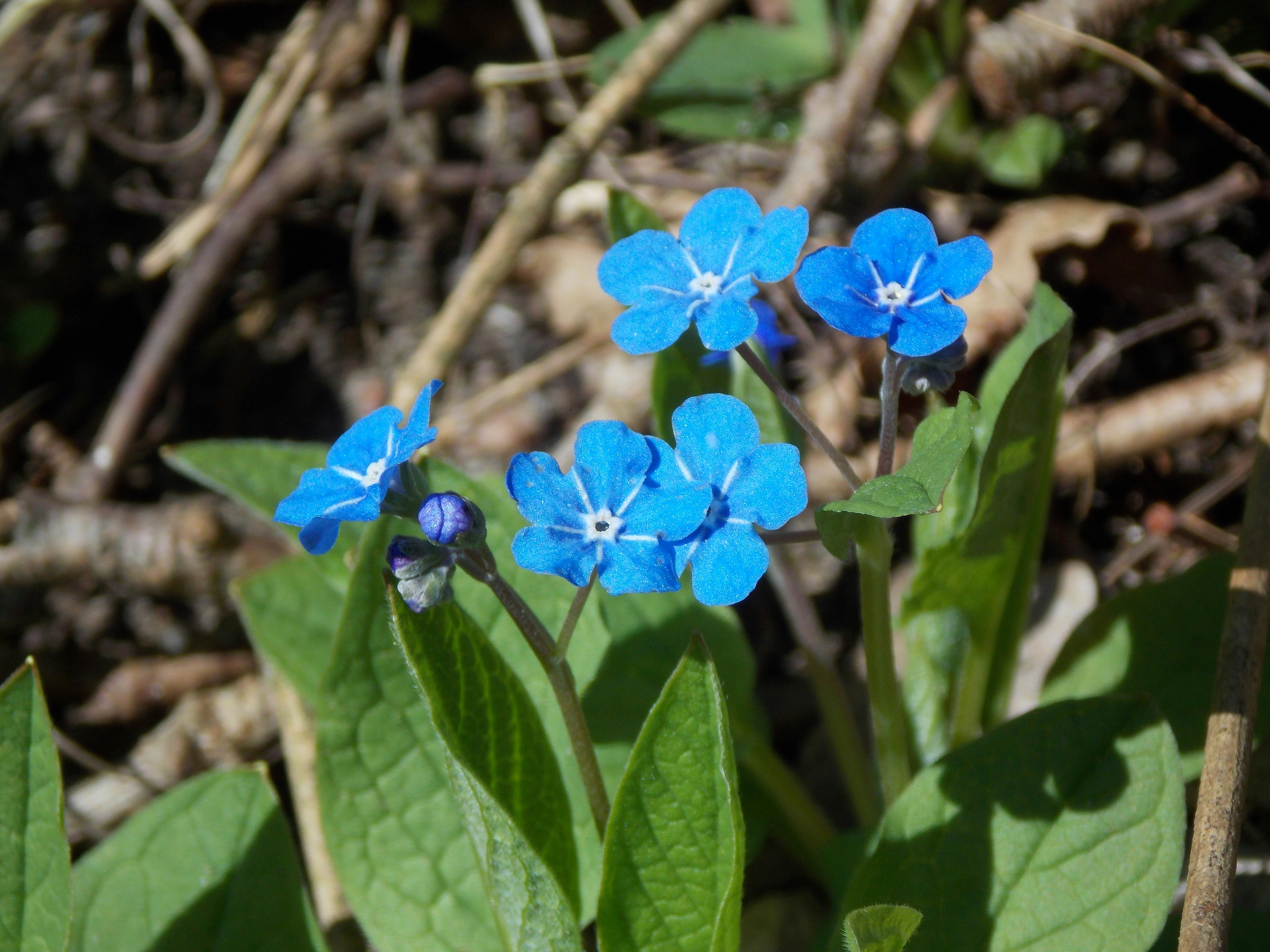 Photo by Kyle Brooks with Nikon COOLPIX L810