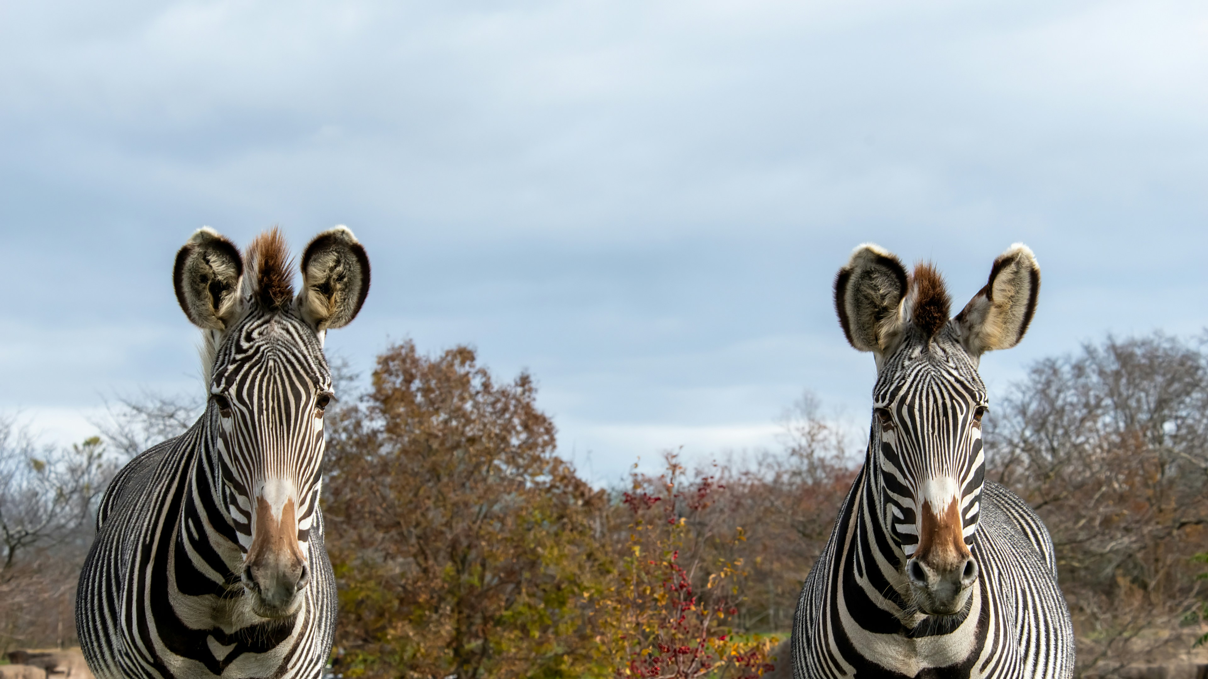 A couple of zebra standing next to each other photo – Free Animal Image ...