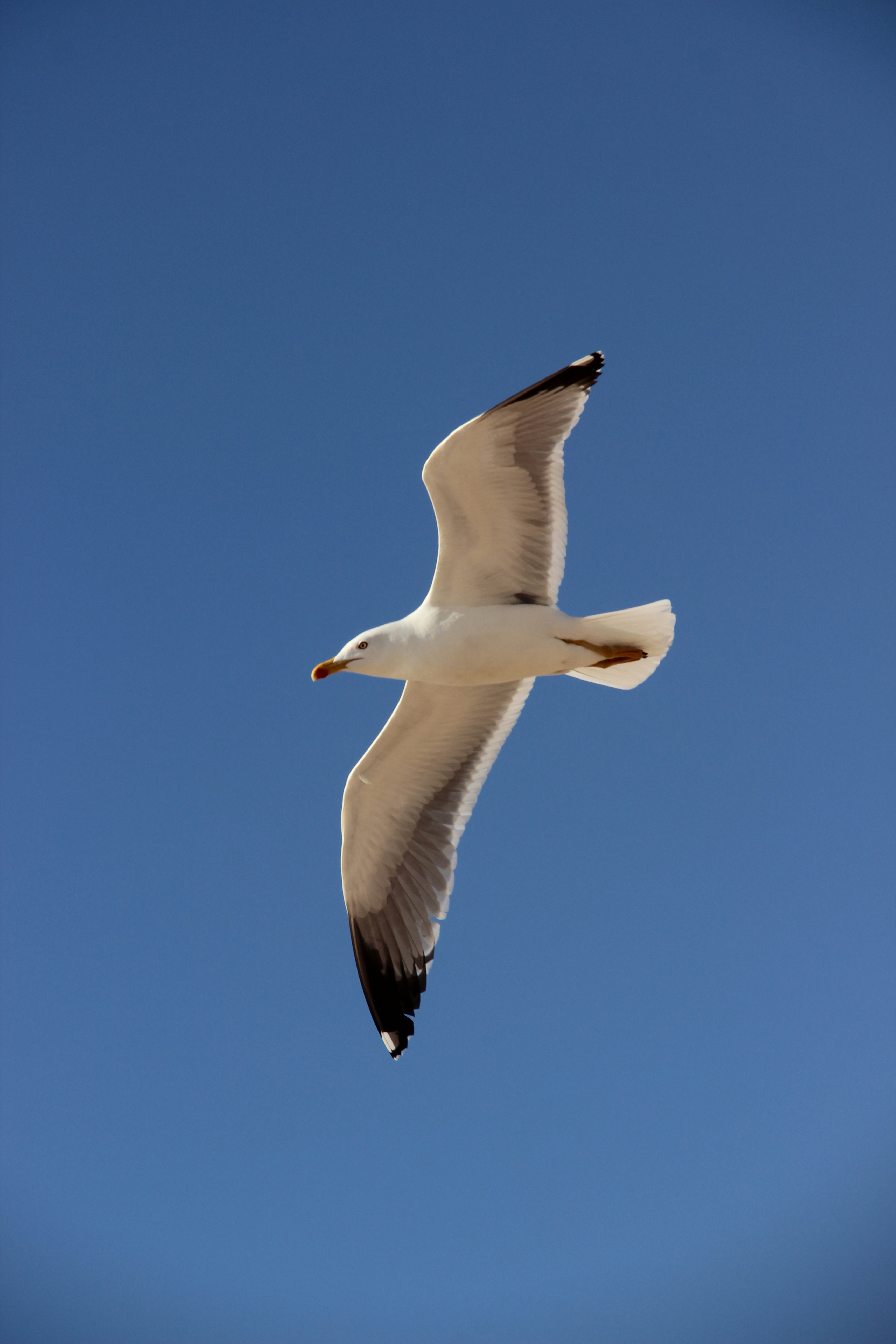 A seagull gliding effortlessly against a clear blue sky, showcasing its wingspan and graceful form.
