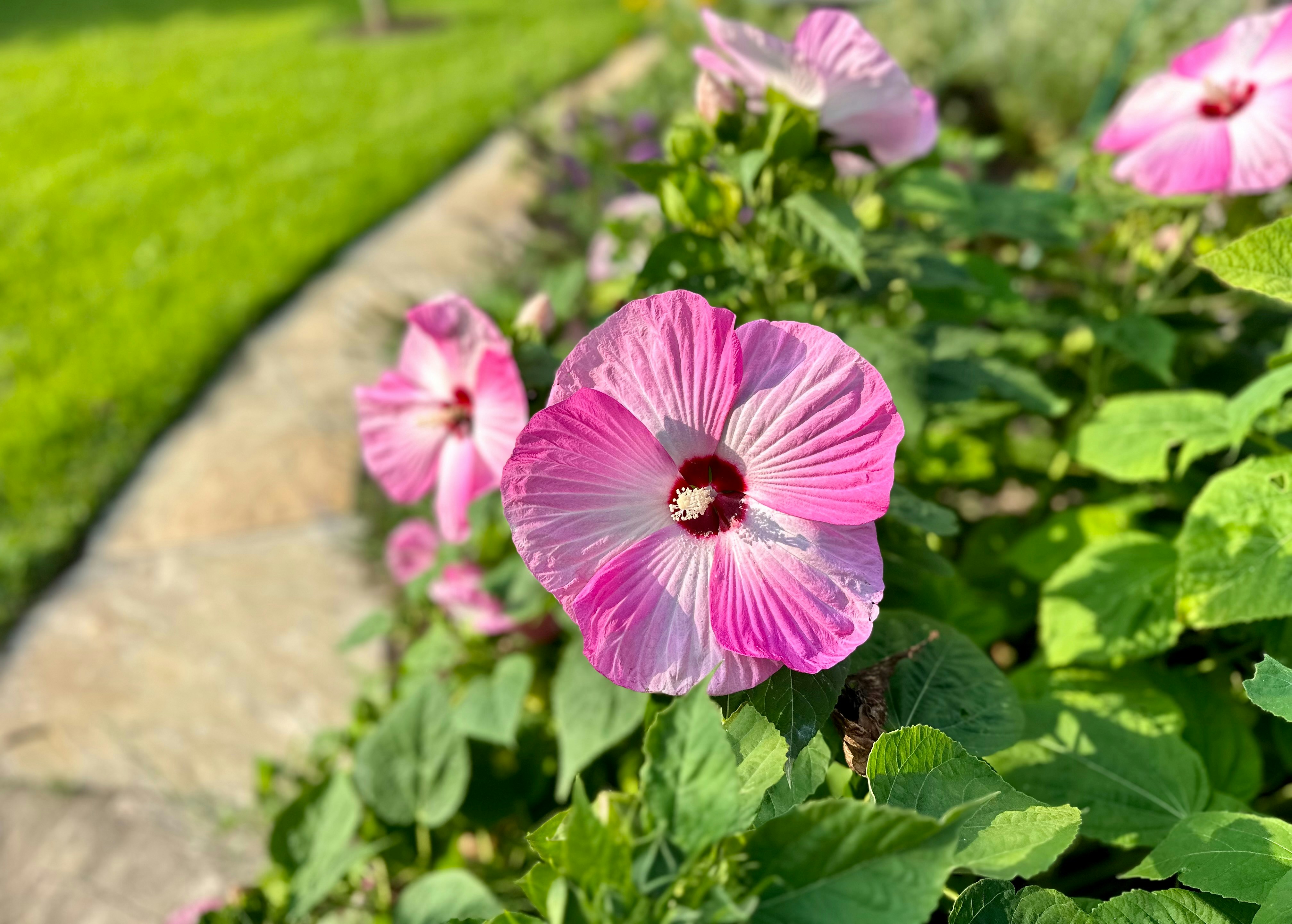 a pink flower is blooming in a garden