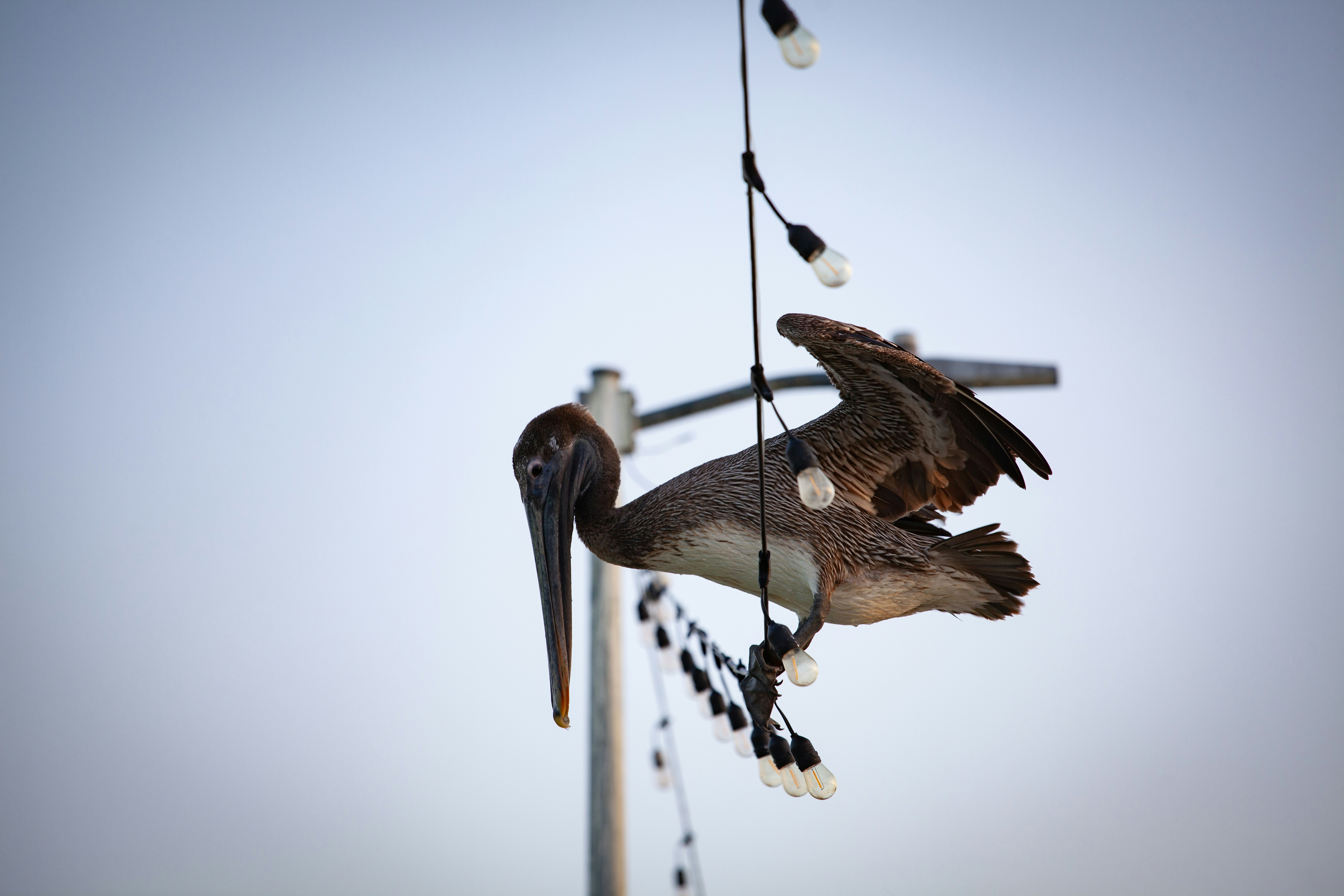 Lone Pelican Perched Among Fairy Lights Against a Clear Blue Sky