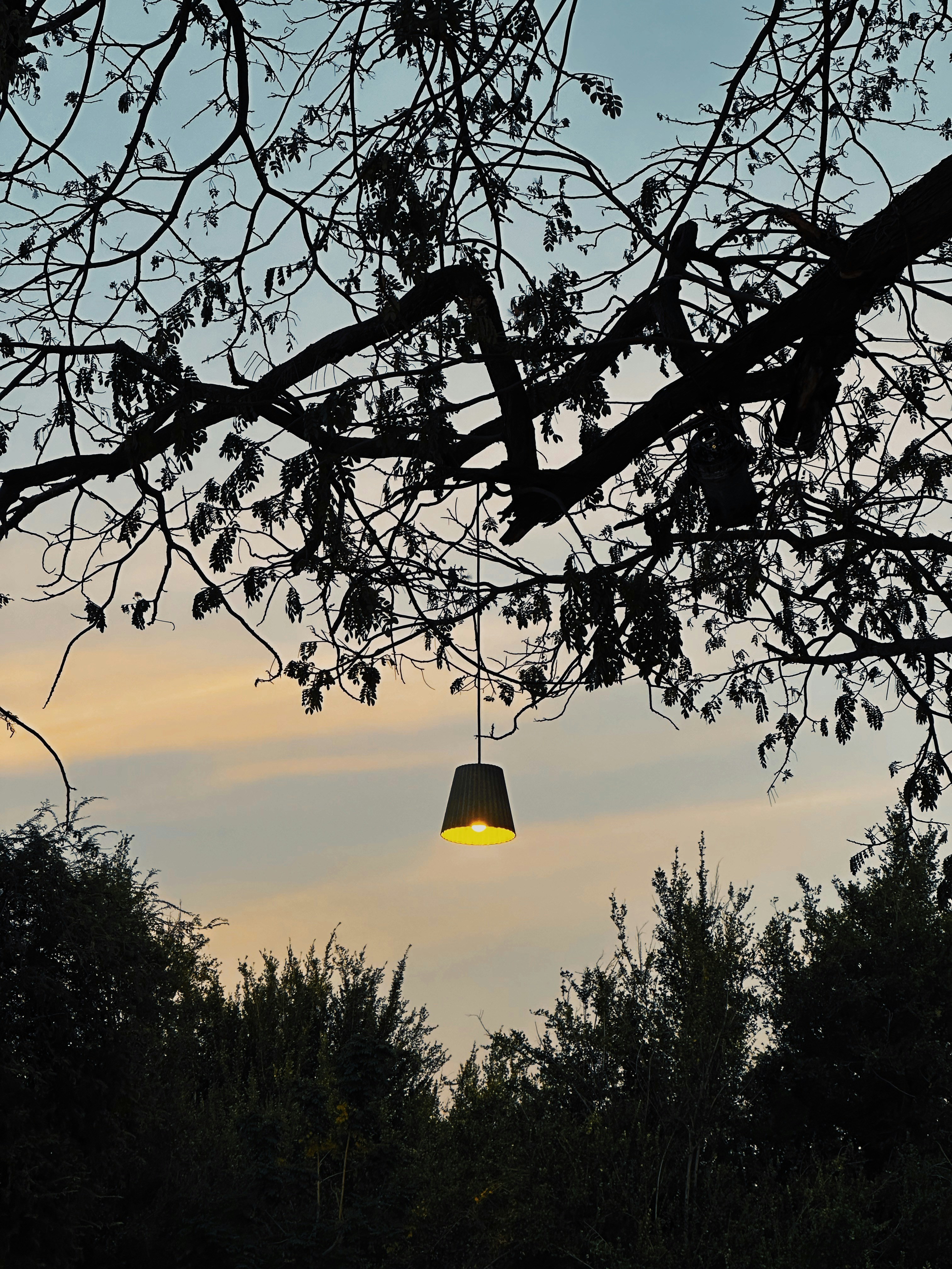 Hanging Lantern Amid Silent Branches at Dusk
