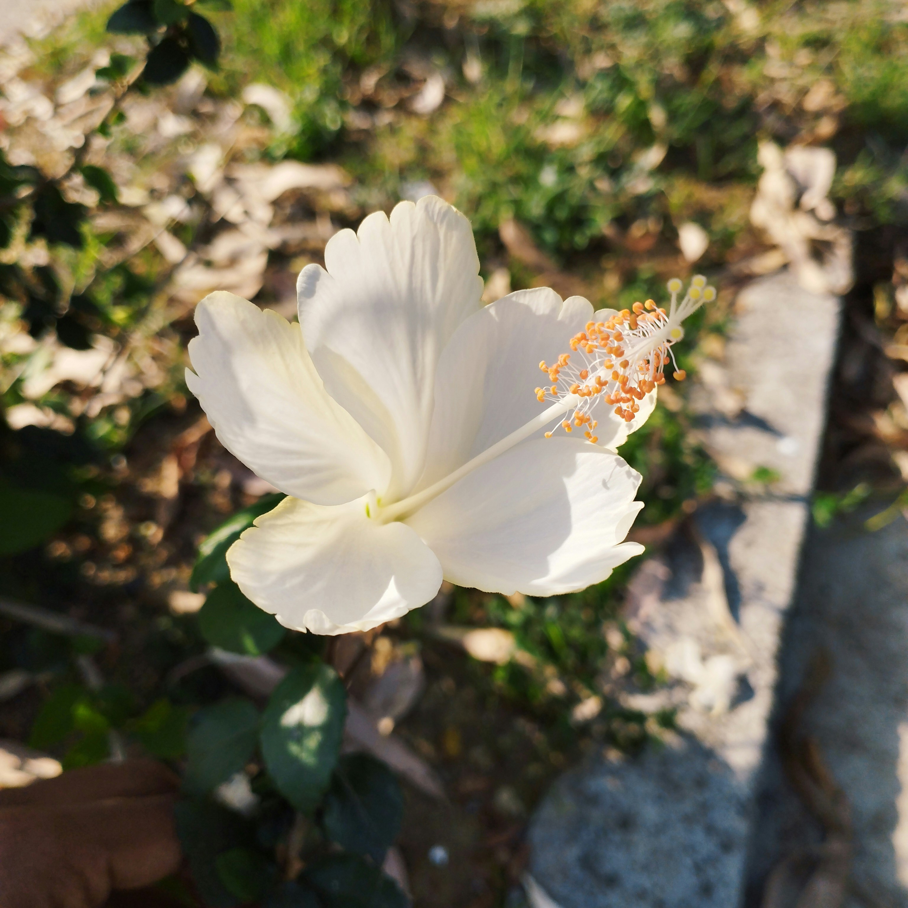 Photo by kabirul Islam with Xiaomi Redmi Note 11