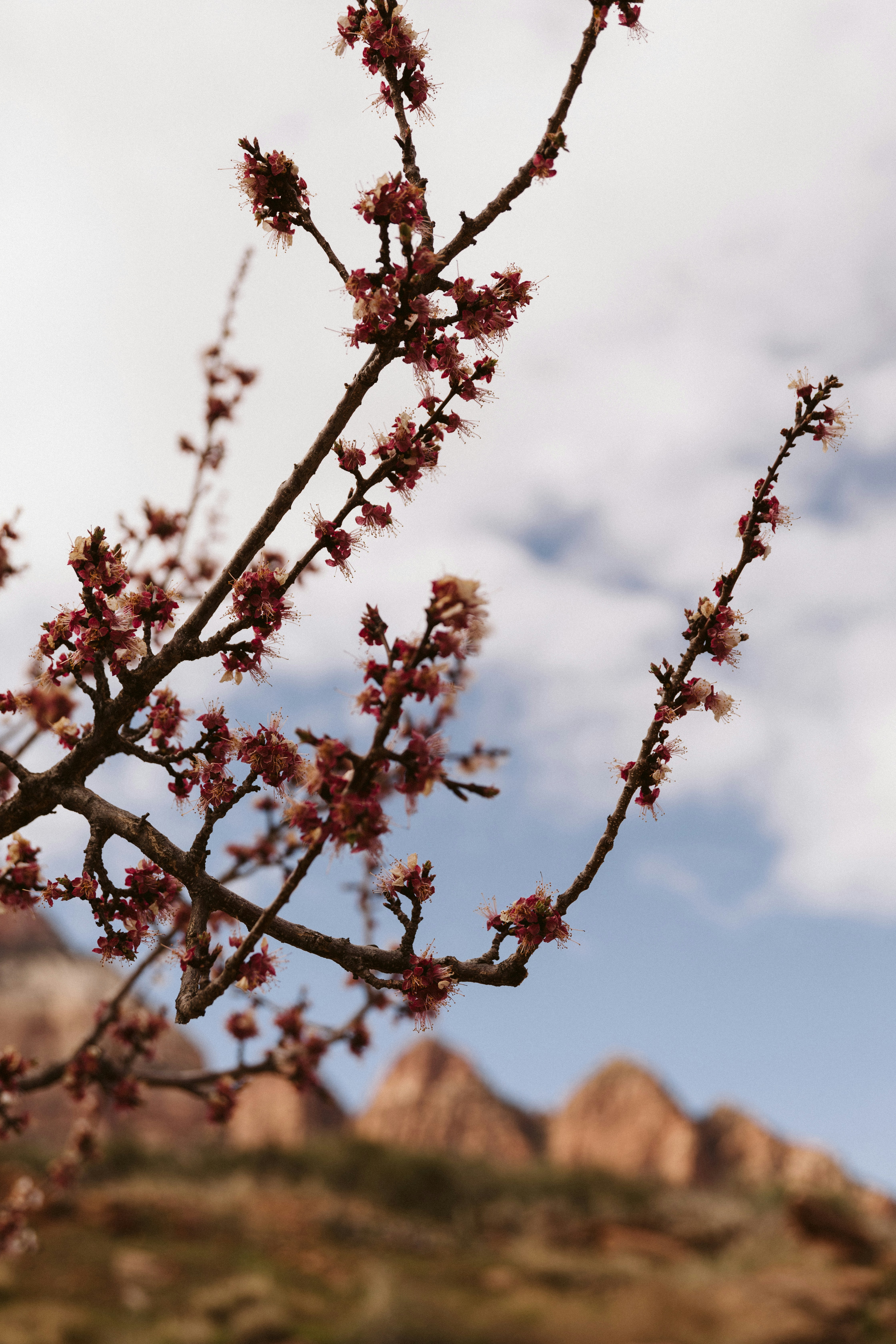 Spring's Pink Threads Across a Desert Ridge