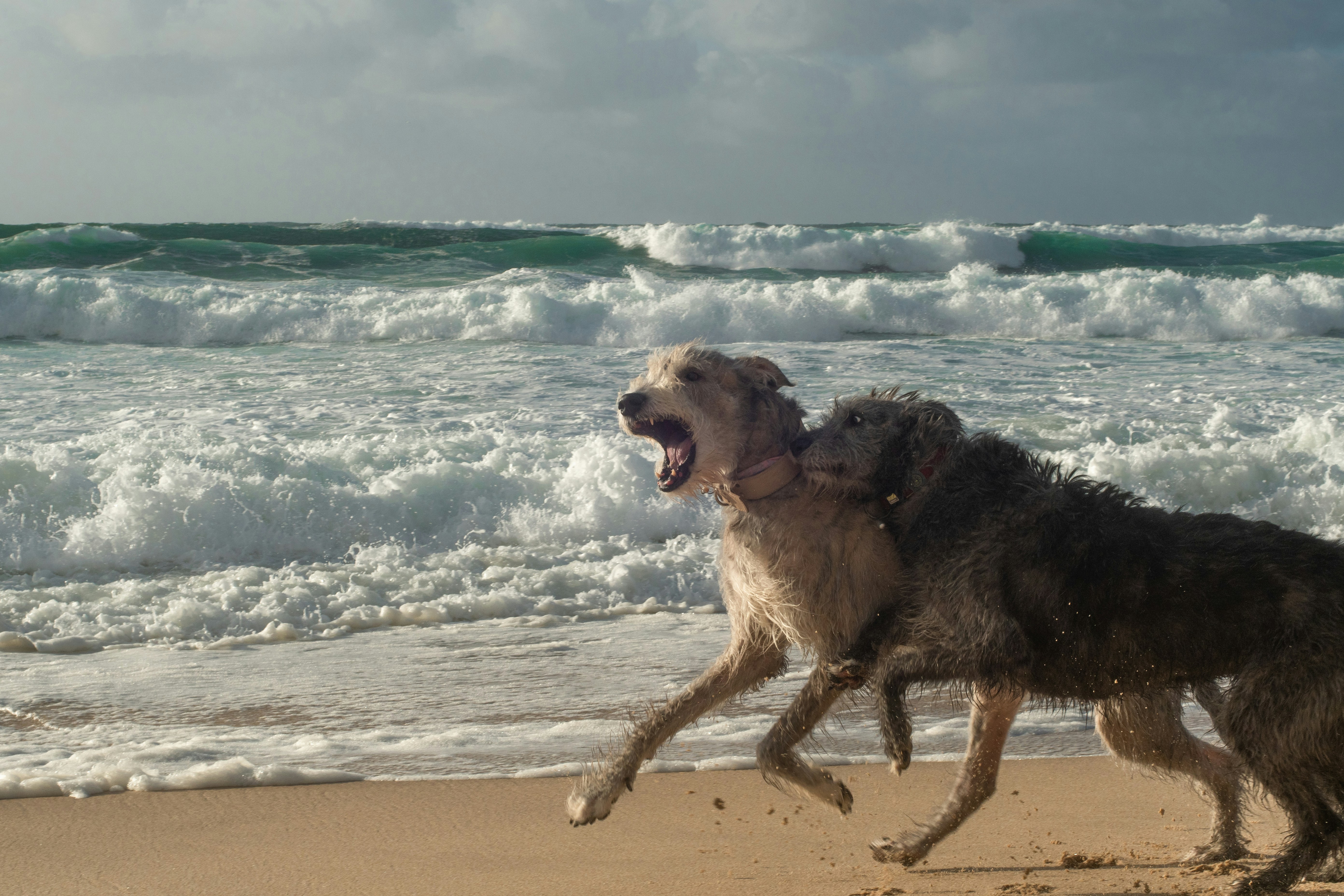 Two dogs running on a beach near the ocean photo – Free Beach Image on ...