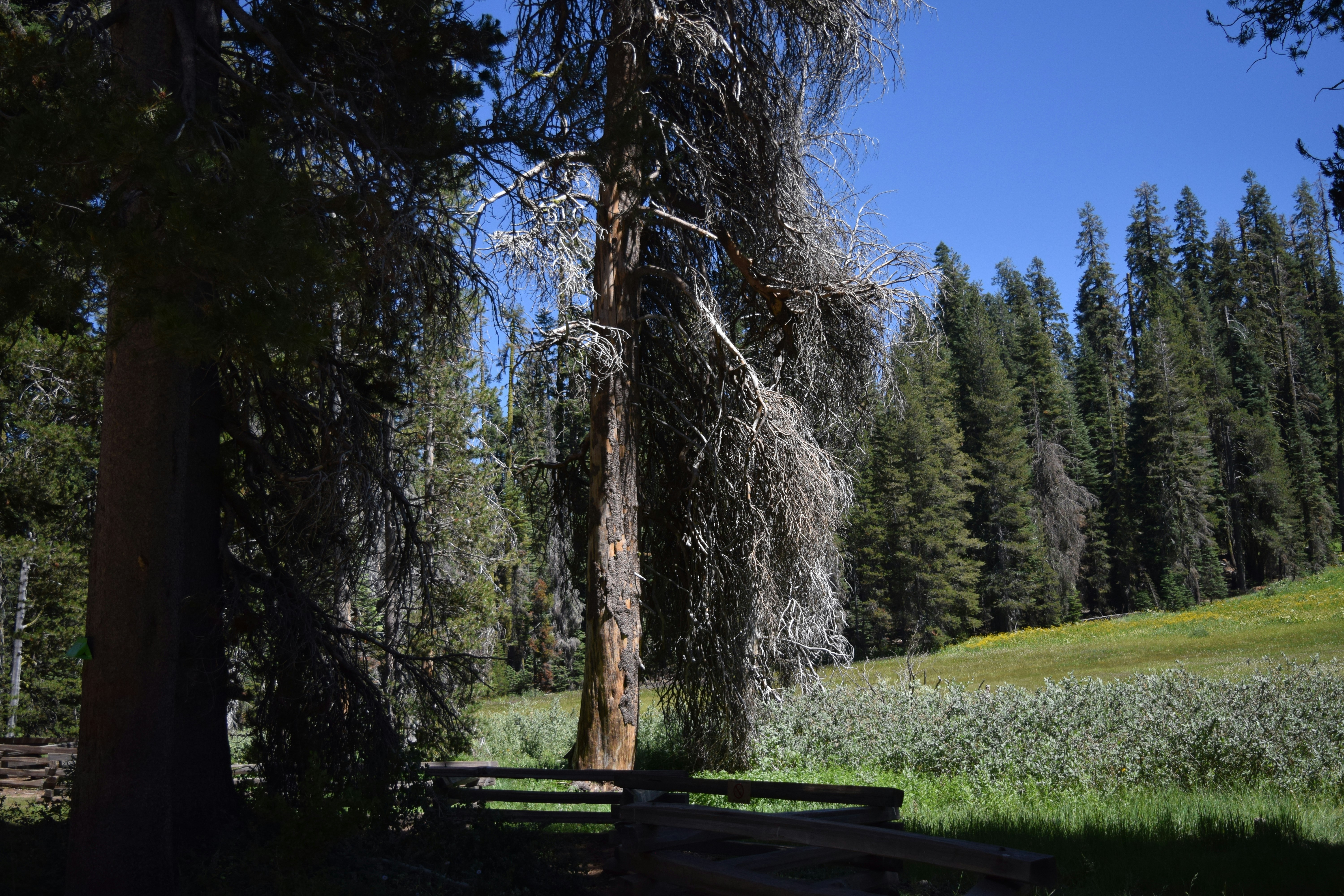 The Quiet Giant: A Weathered Pine Framed by Alpine Meadow and Dappled Light