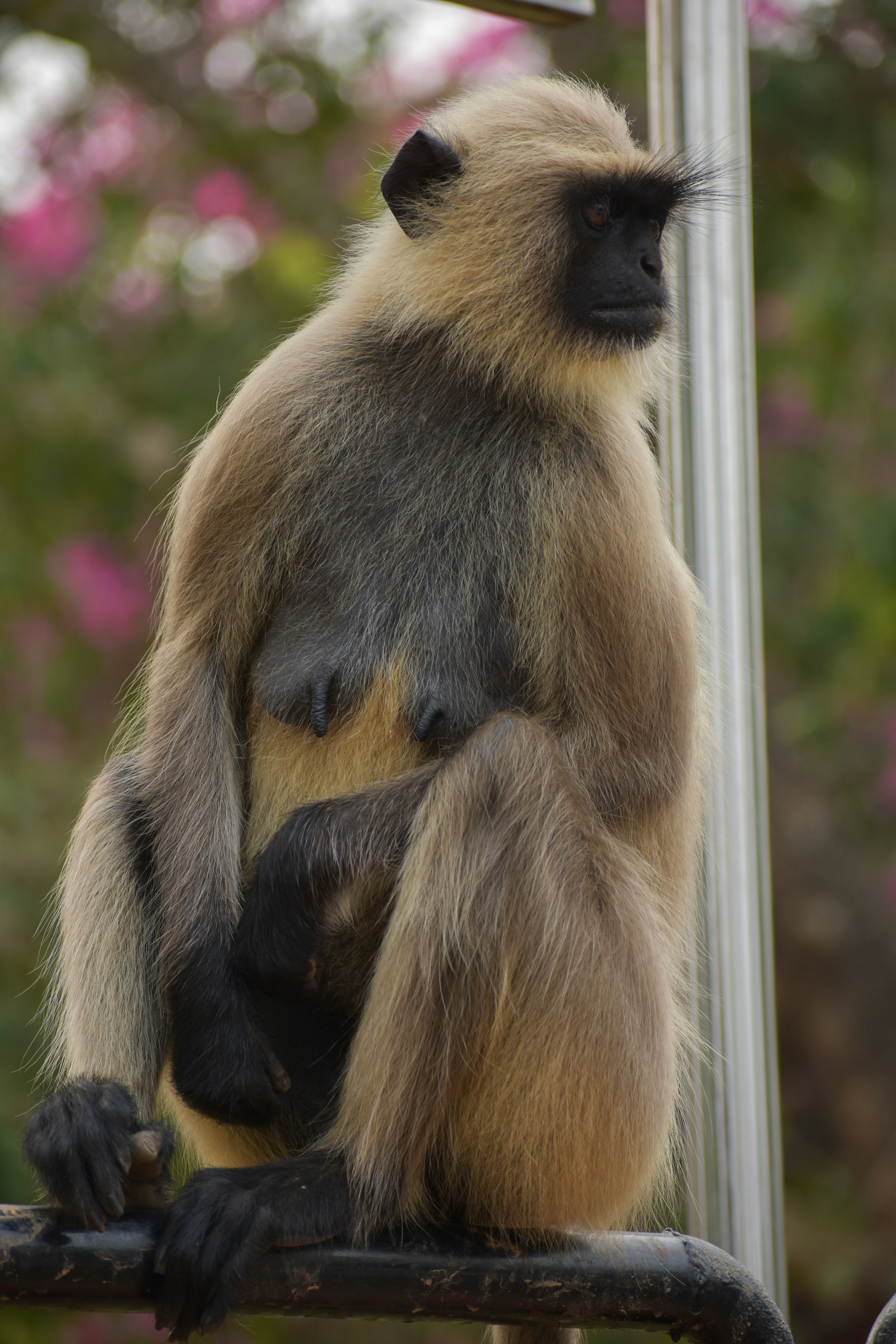 Langur on a Rail: Golden Quiet Amid Pink Blooms