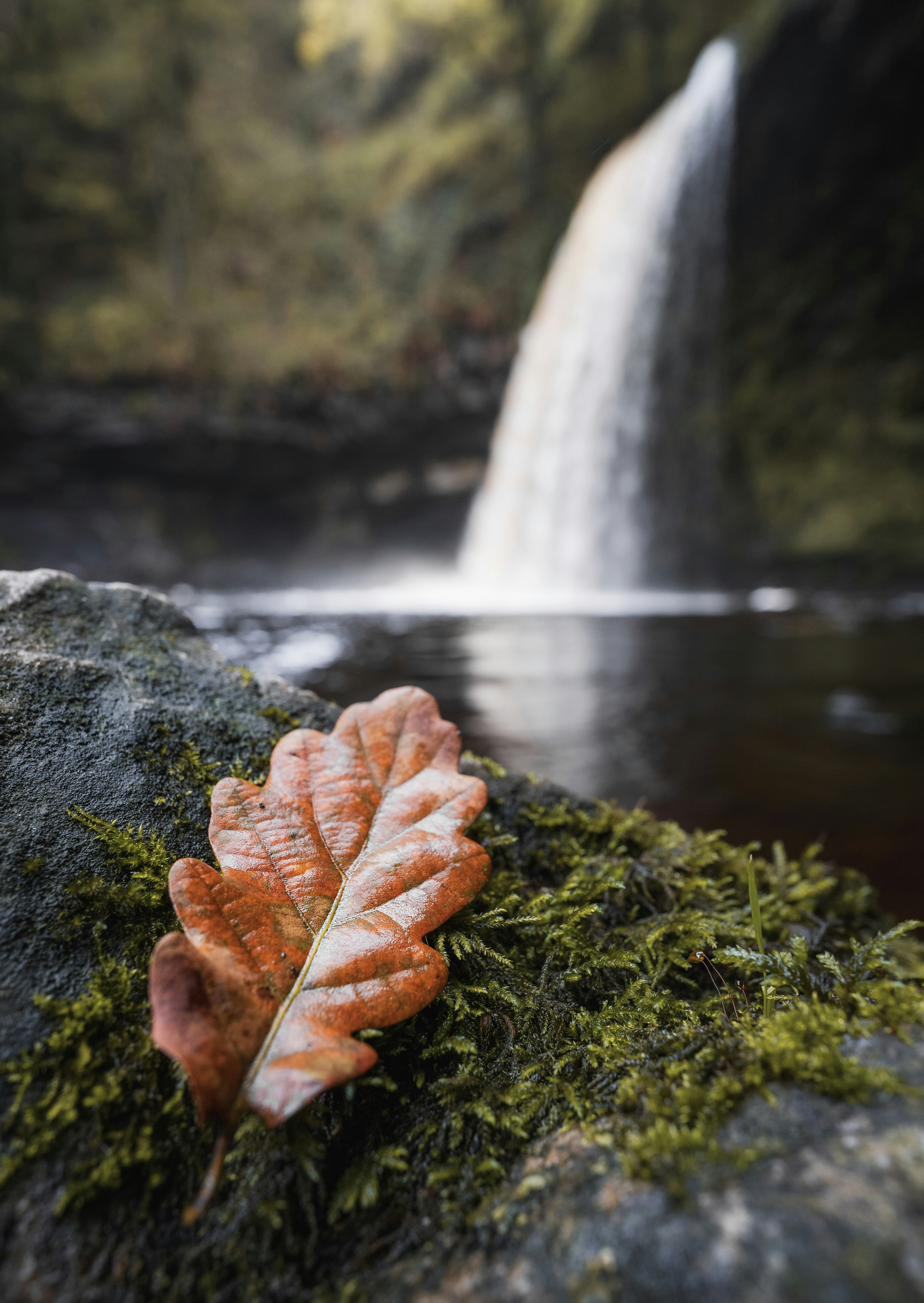 Autumn Leaf Anchors a Mossy Edge Before a Velvet Cascade