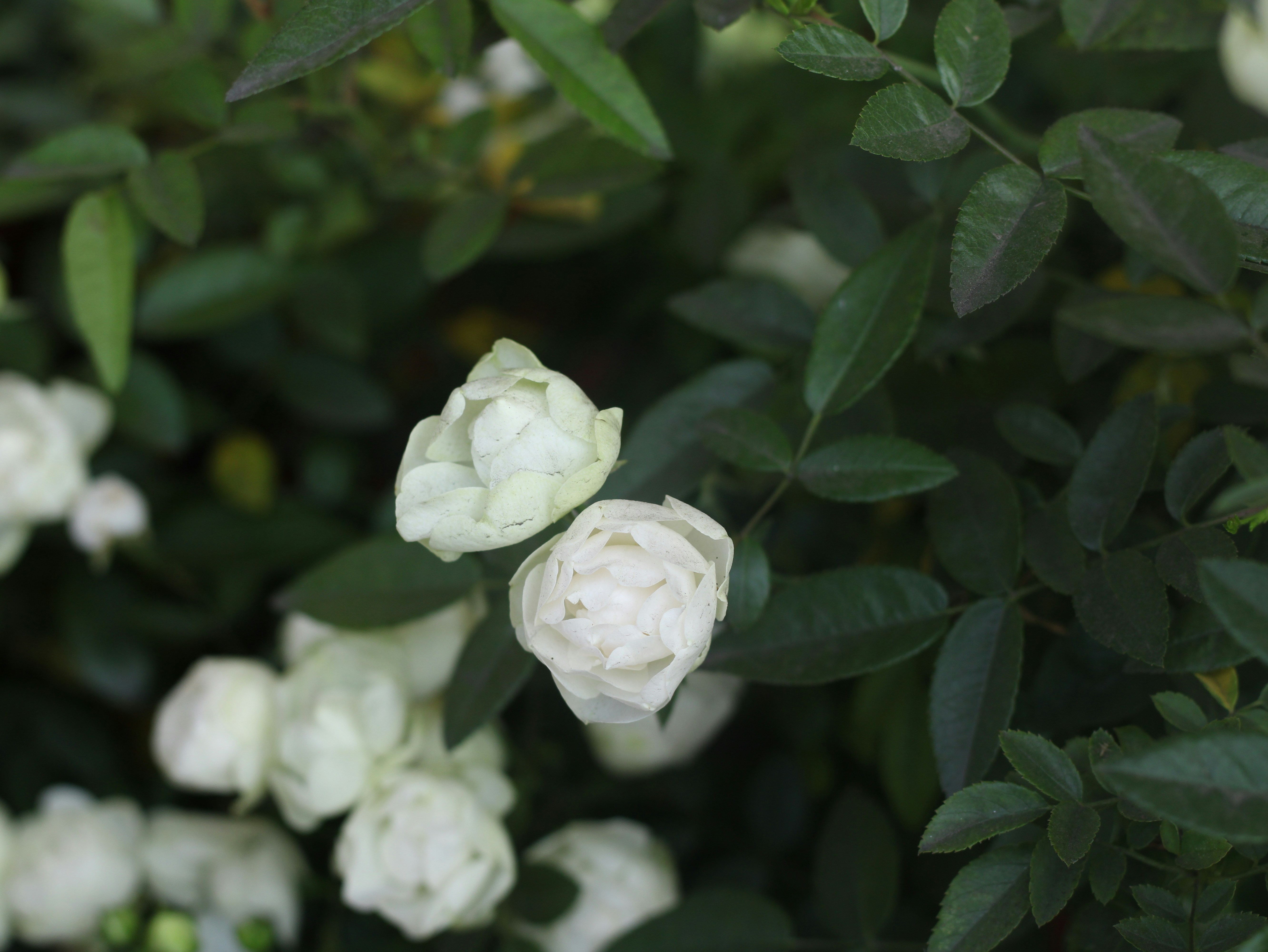 Whispered Bloom: White Roses Nestled in Dense Green Foliage