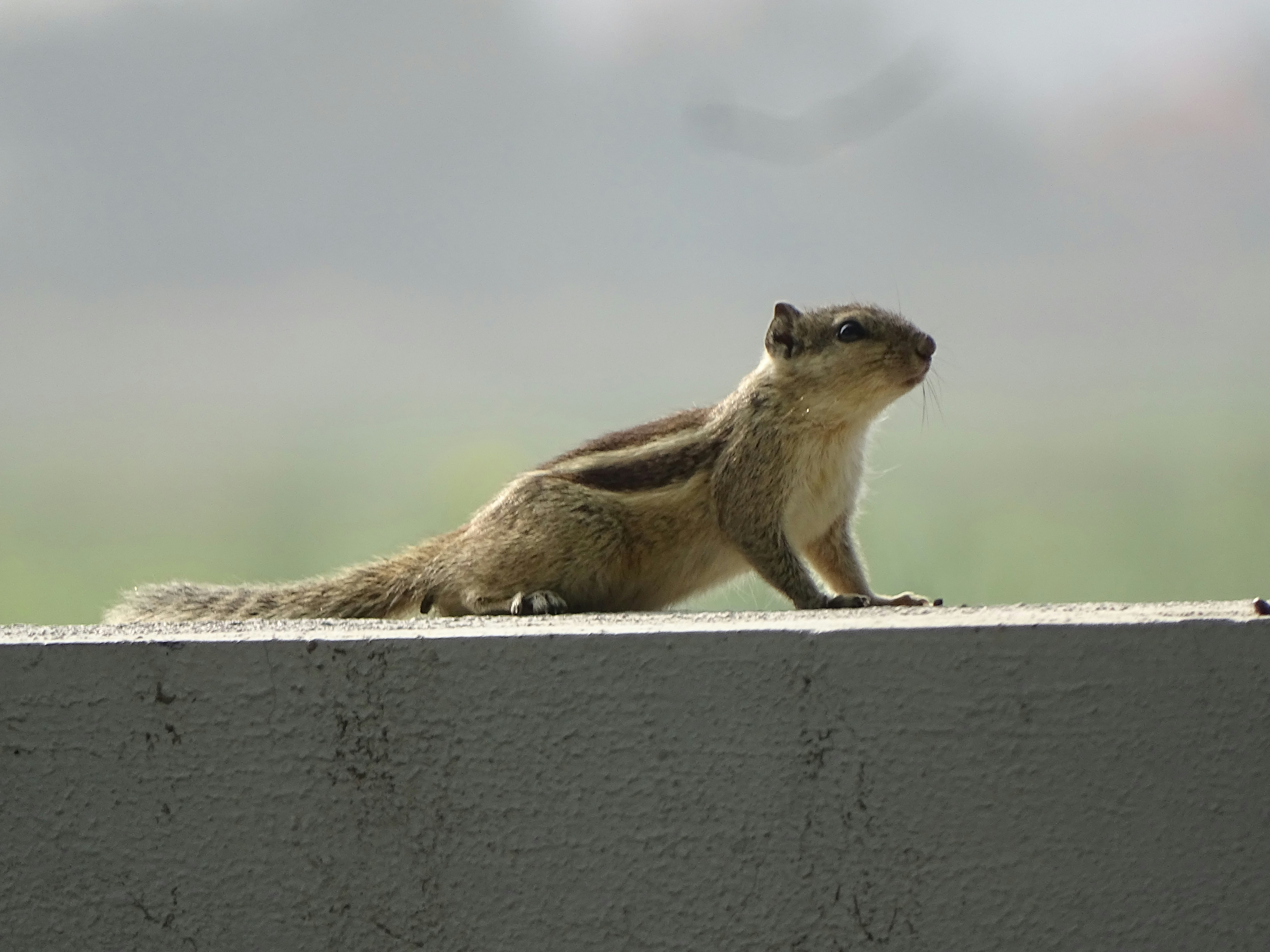 The Watchful Squirrel on the Edge