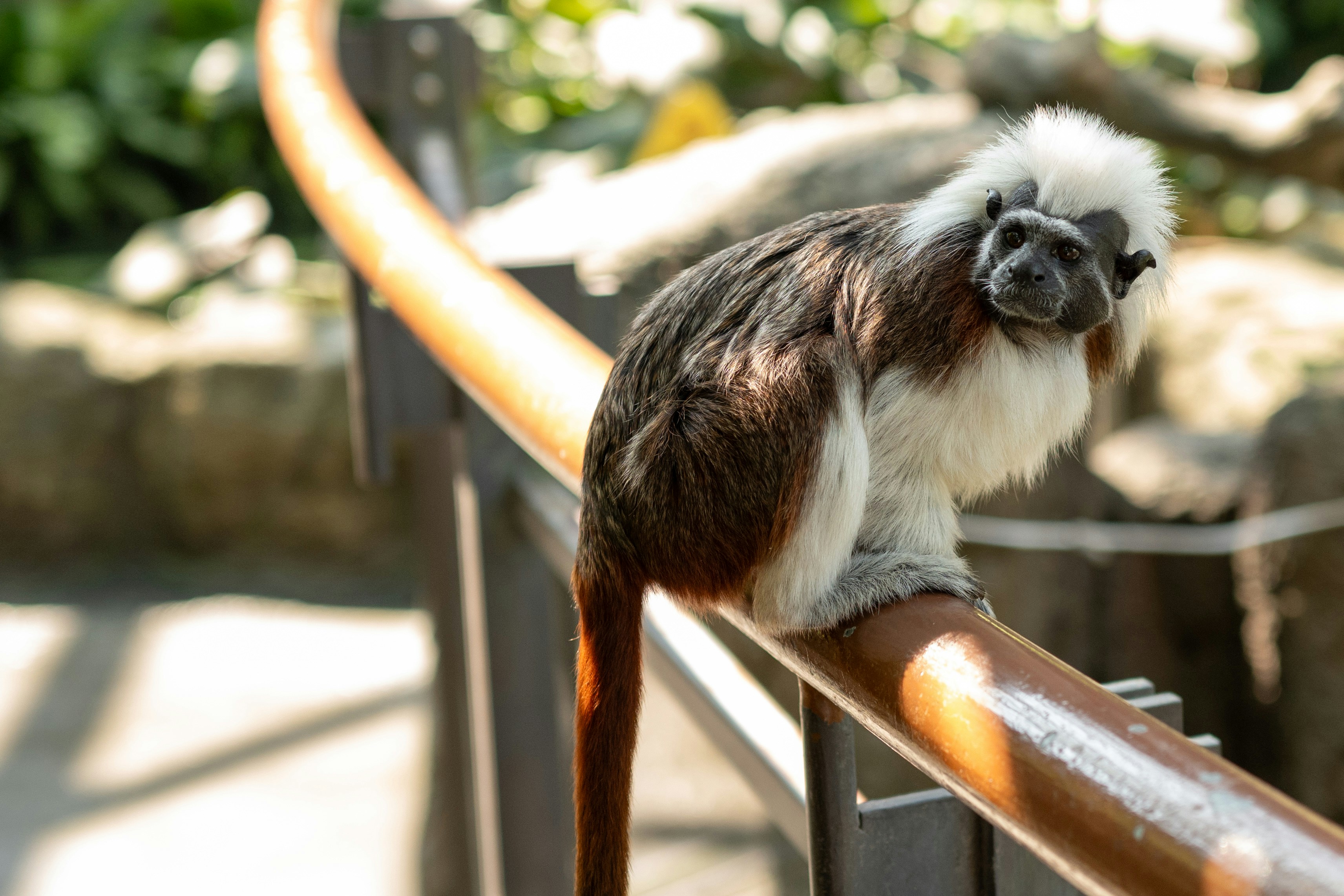 Sunlit Pause: A Fluffy-Faced Primate Perched on a Rail