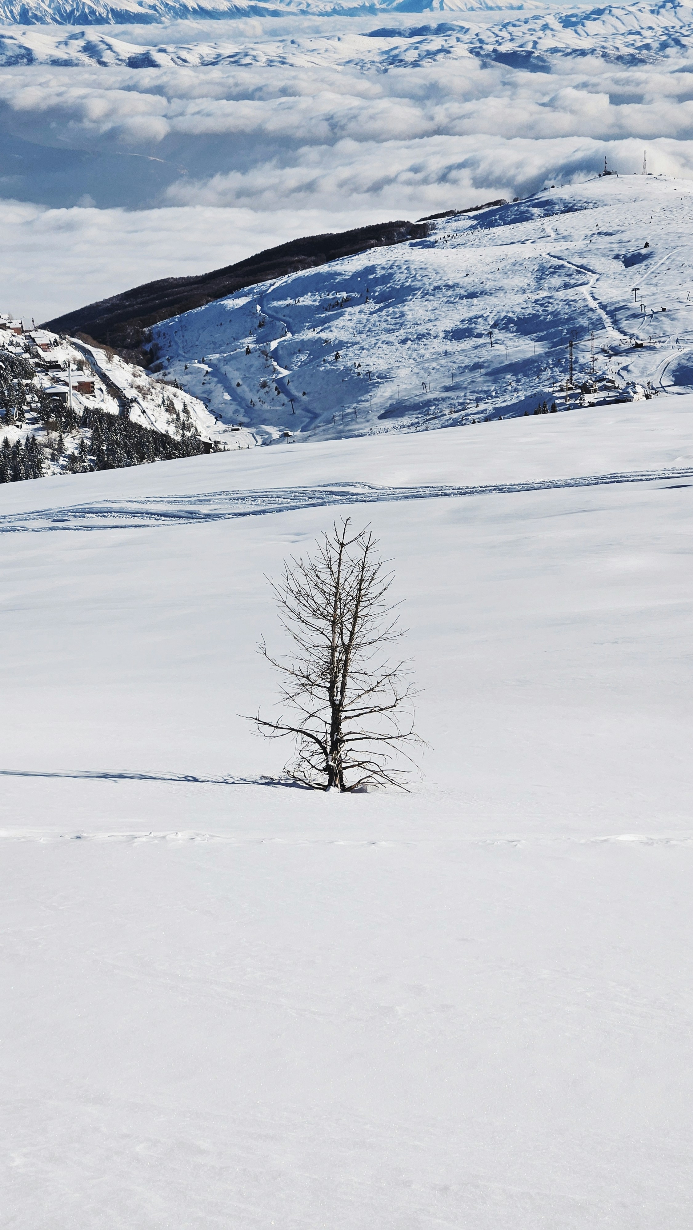 A lone tree in the middle of a snowy field photo – Free Šar mountains ...