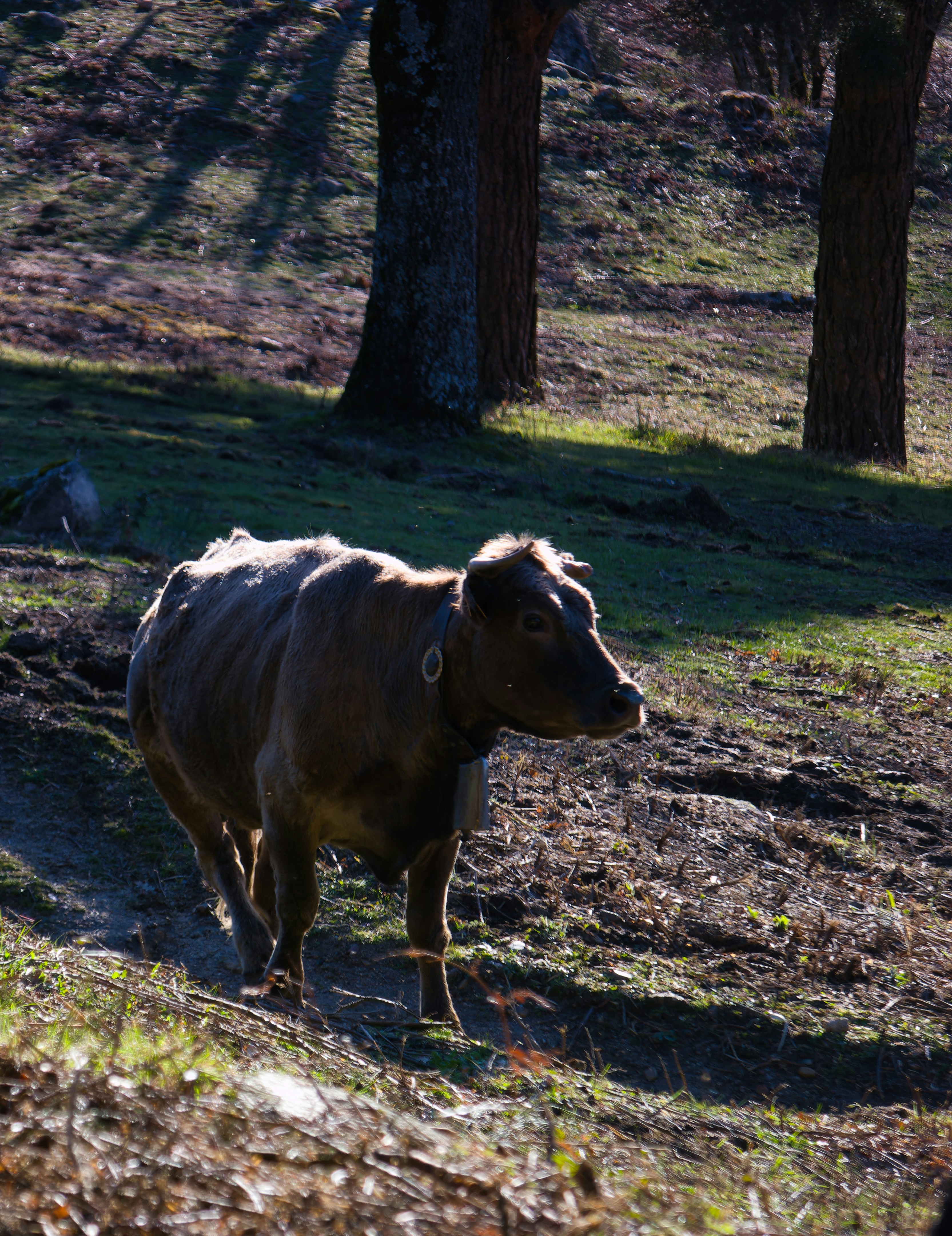 A brown cow with a bell stands on a sunlit forest floor, framed by dark tree trunks and dappled light.