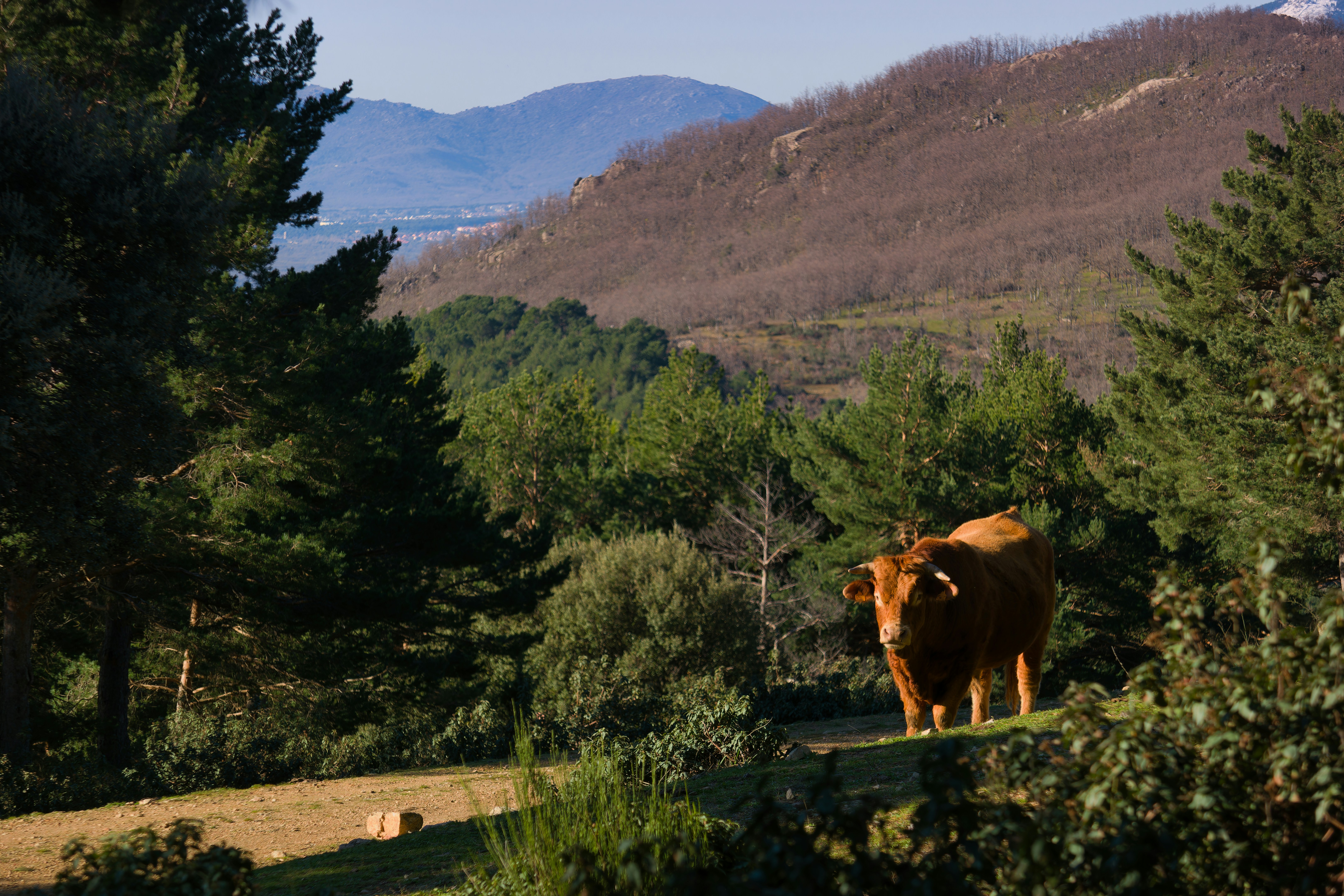 Grazer in the Sloped Pines