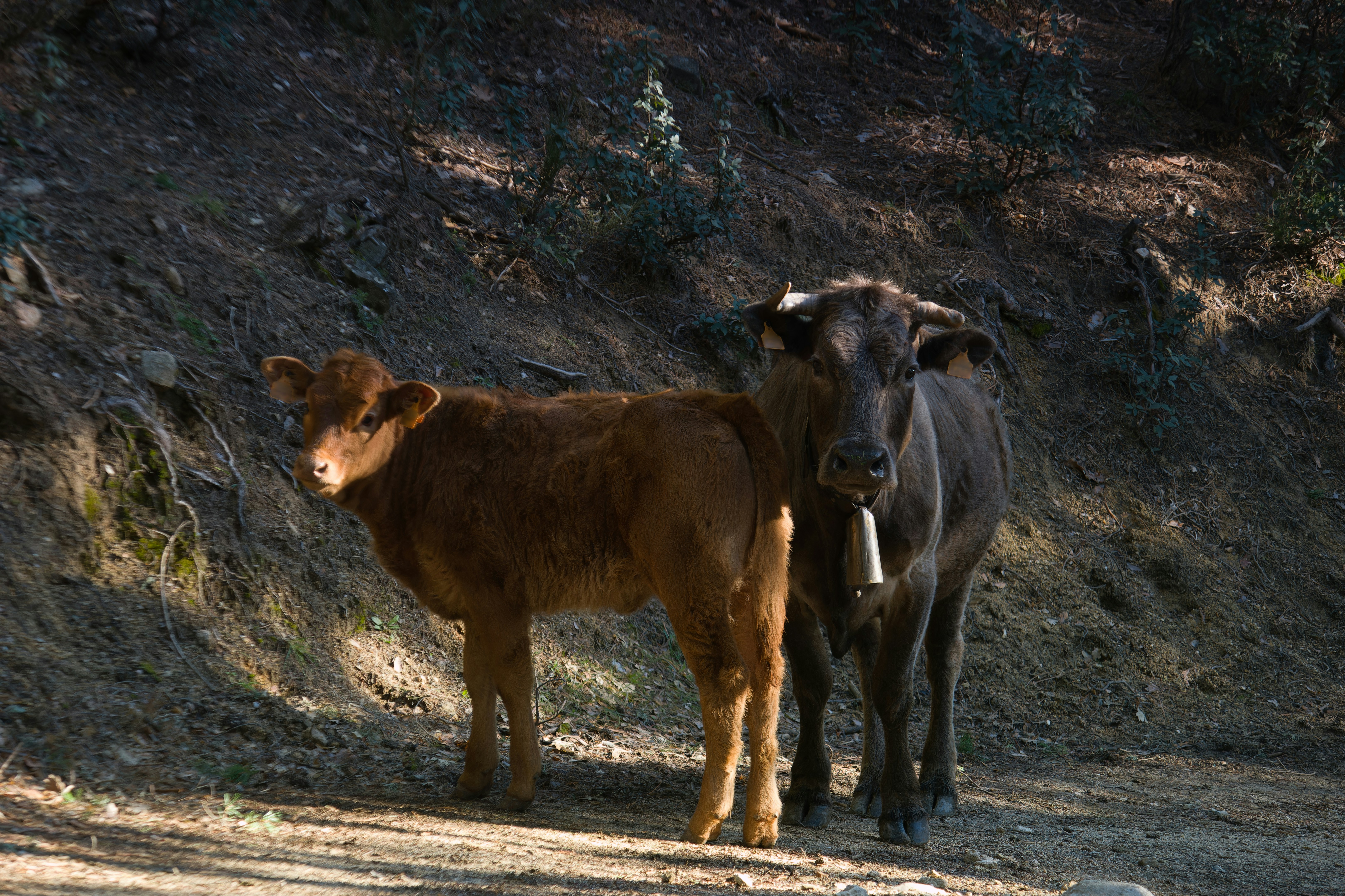Two cattle, brown and black, stand side by side on a sun-dappled dirt path beside a shaded hillside.
