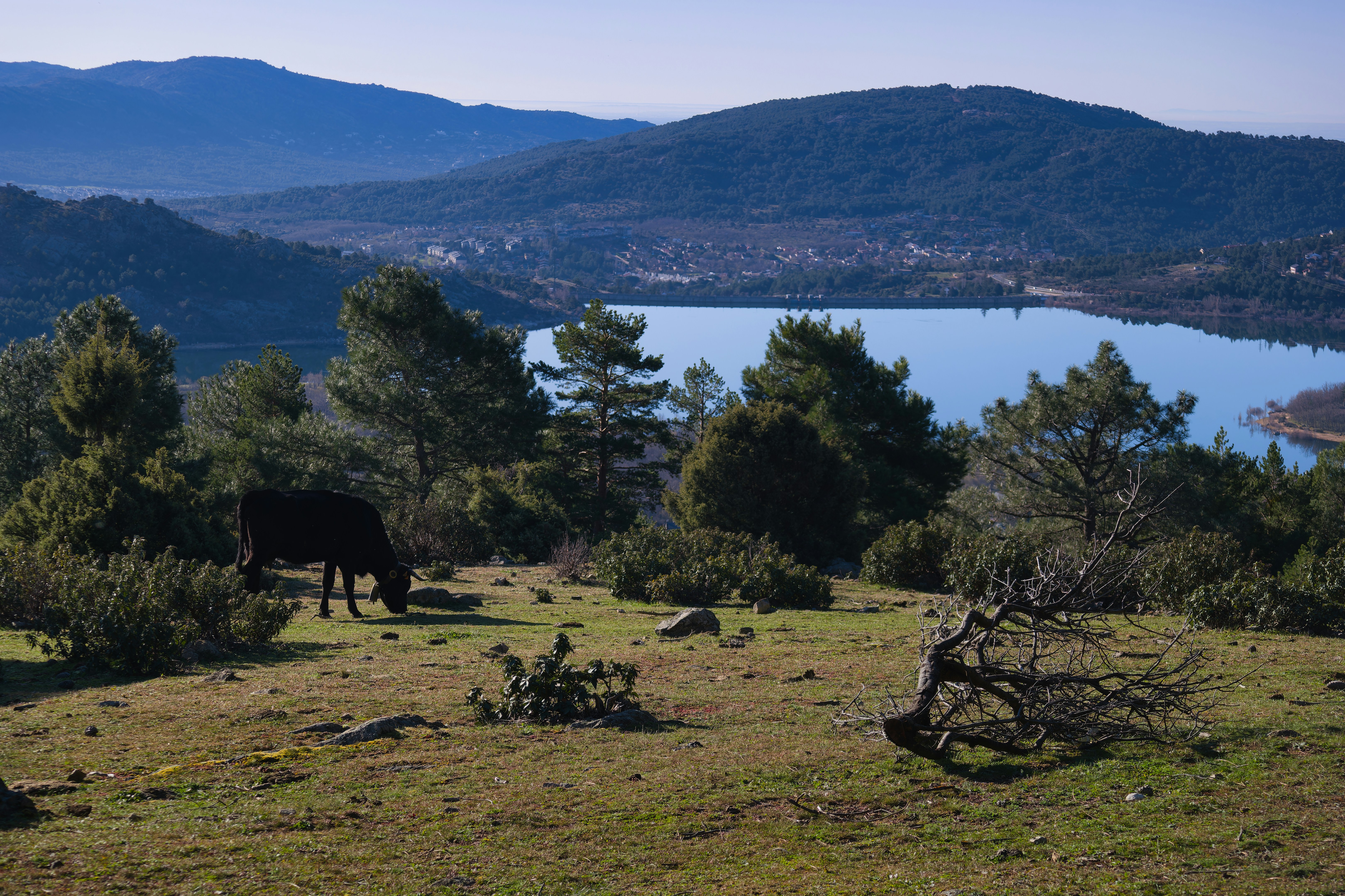 Natural landscape photograph of a hillside overlook with a calm lake and distant mountains. A lone cow grazes near a fallen log in the foreground.
