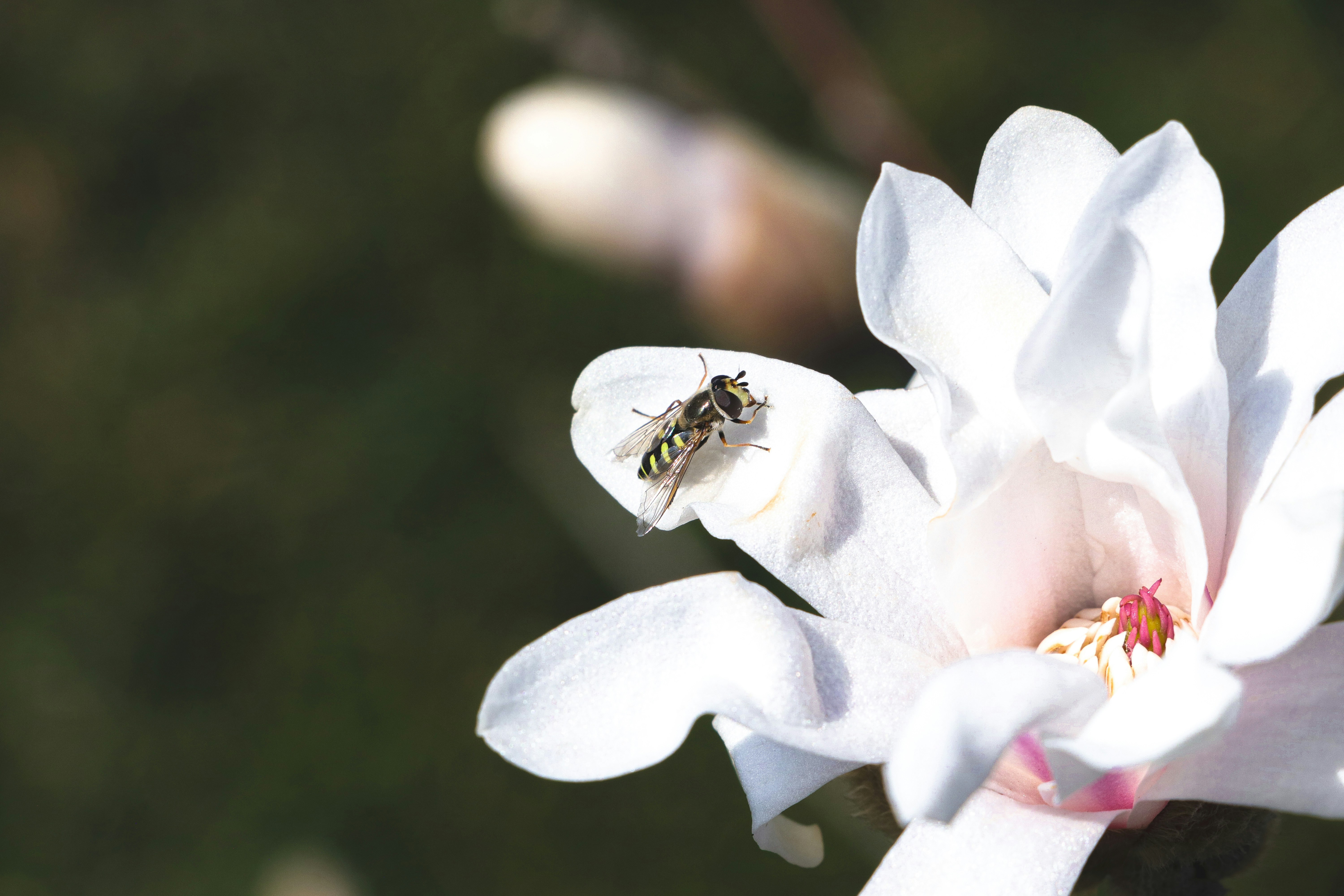 Magnolia's Pollinator Moment: A Bee on White Petals