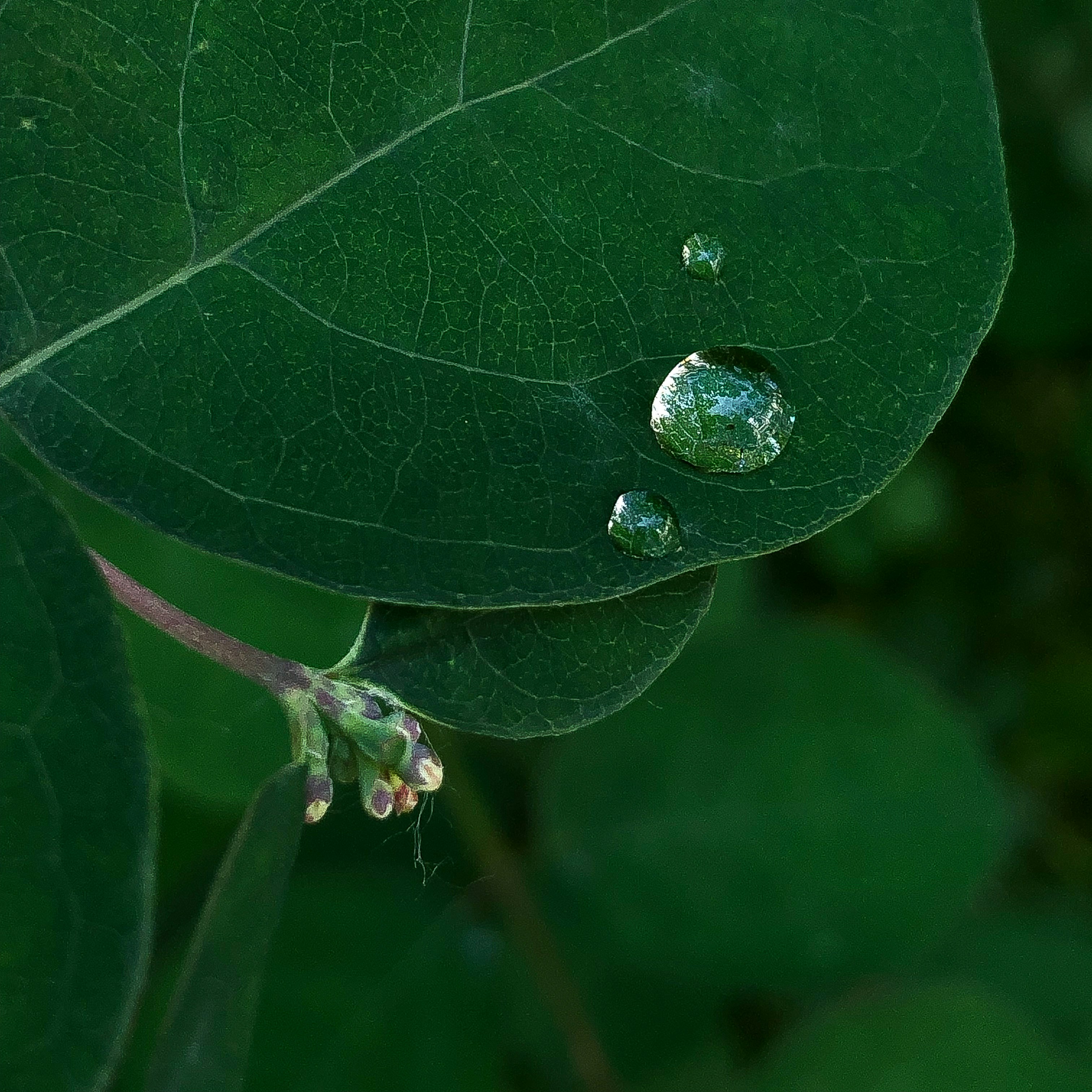 Photo by Yuliia Pakhomova with Apple iPhone 8 Plus