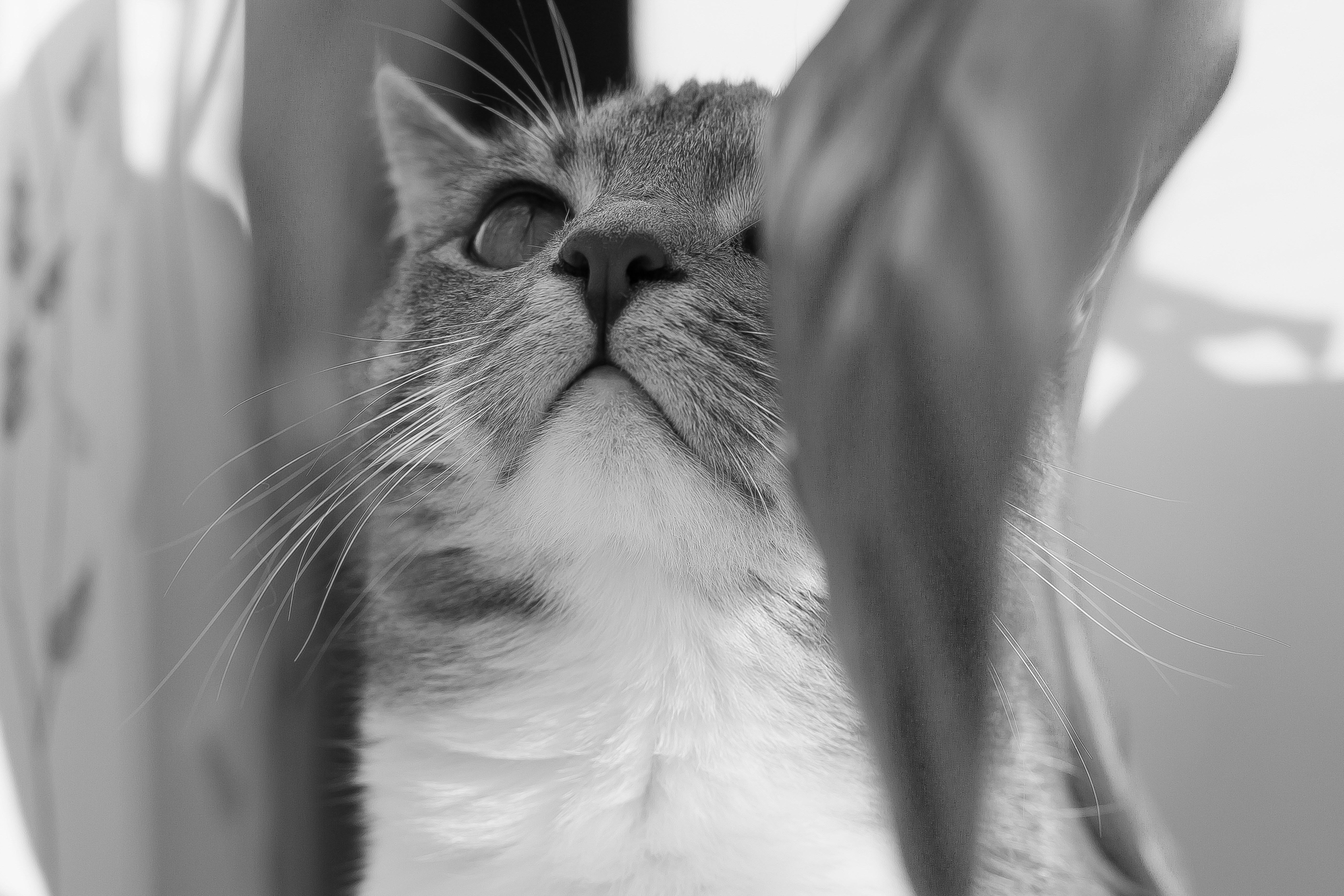 Monochrome Peeper: a cat studies the world through leafy slats